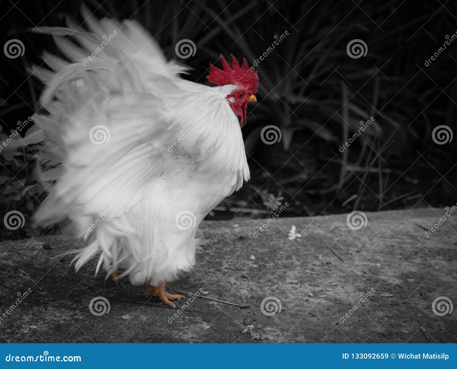 Bantam Flapping the Wings stock image. Image of close - 133092659