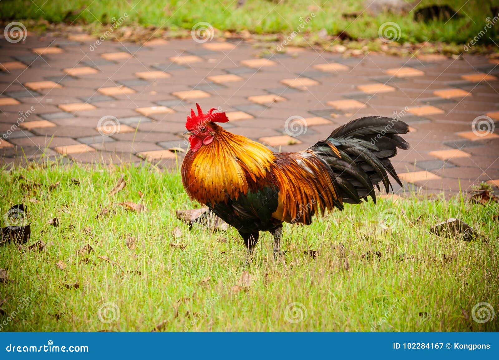 Bantam on Grass in Park ,Thailand Stock Image - Image of bantam ...