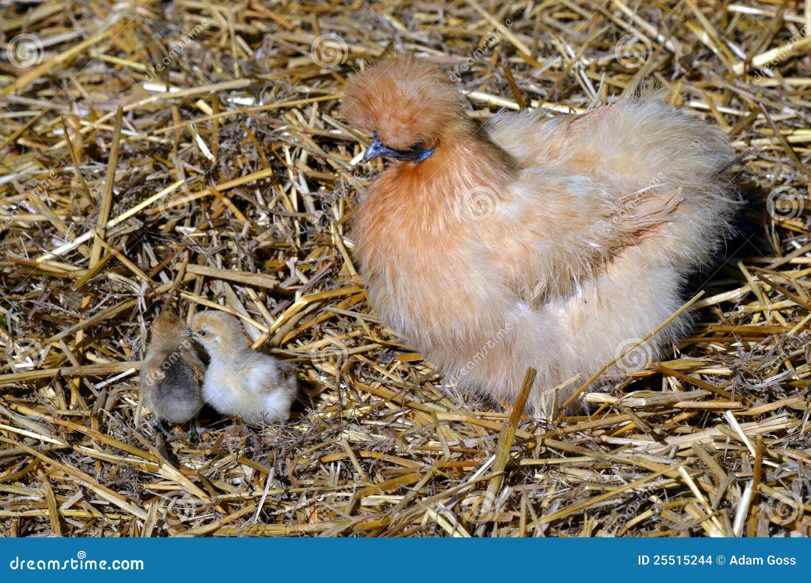 Bantam hen and baby chicks stock photo. Image of mother - 25515244