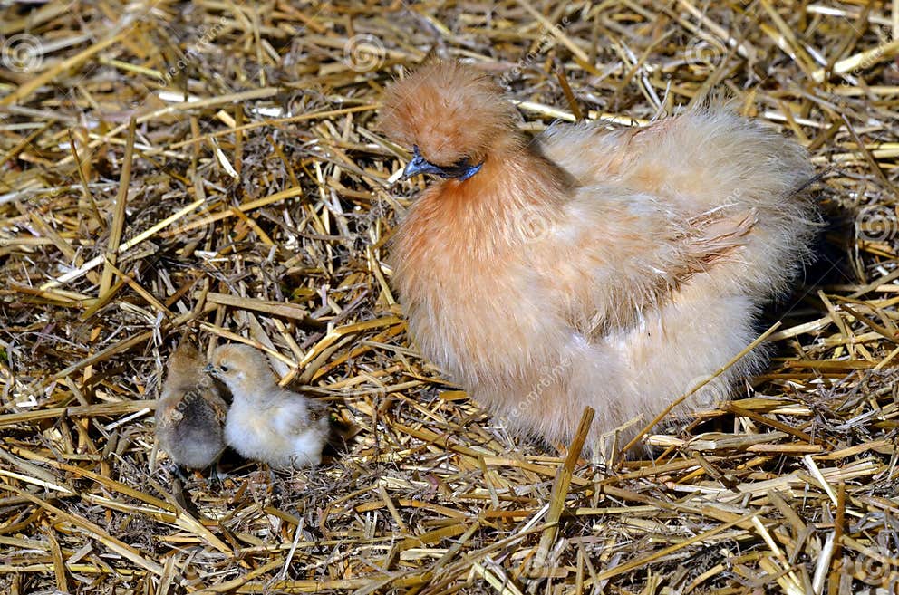 Bantam hen and baby chicks stock photo. Image of mother - 25515244
