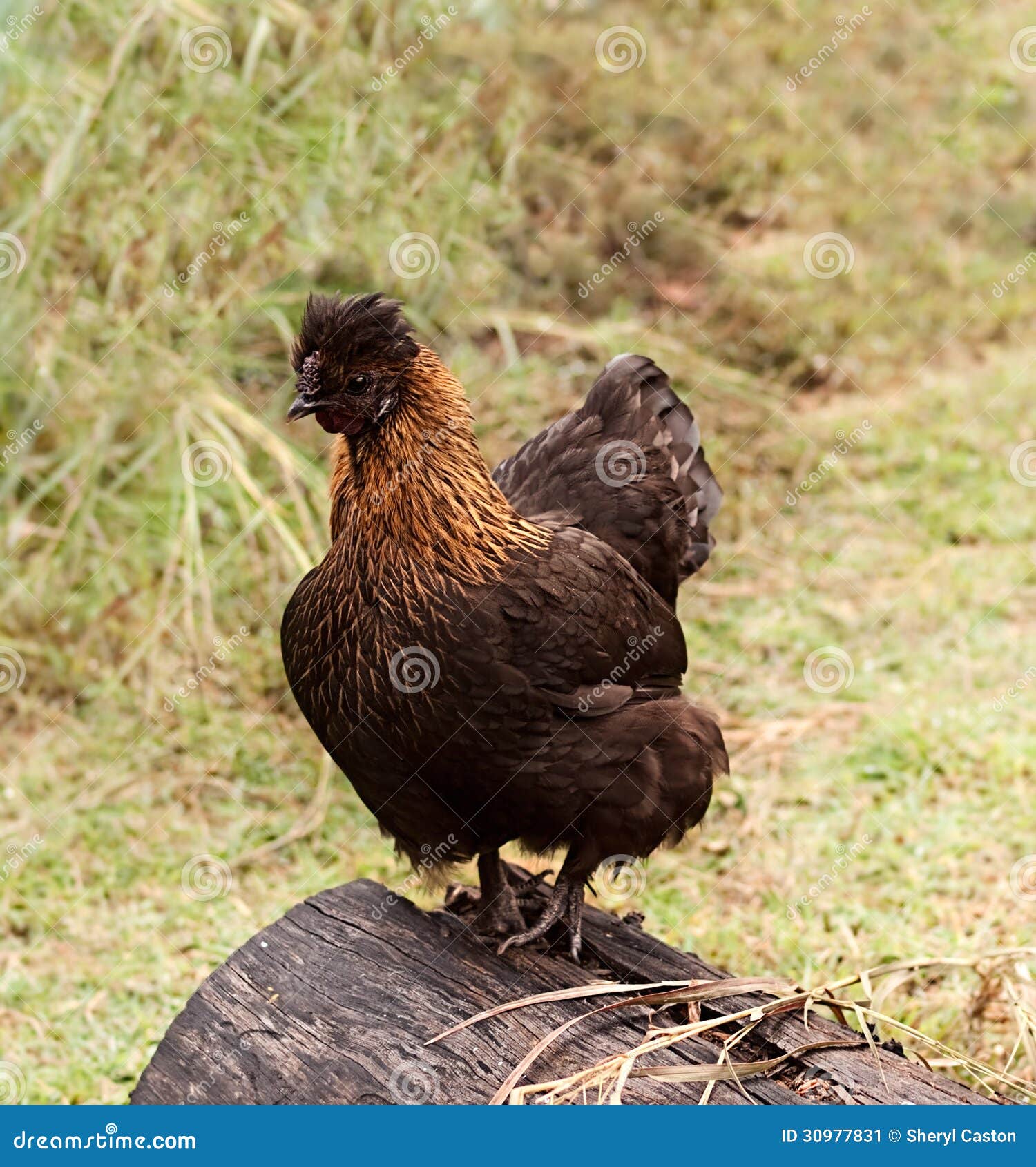 Bantam hen small egg layer stock image. Image of chicken - 30977831