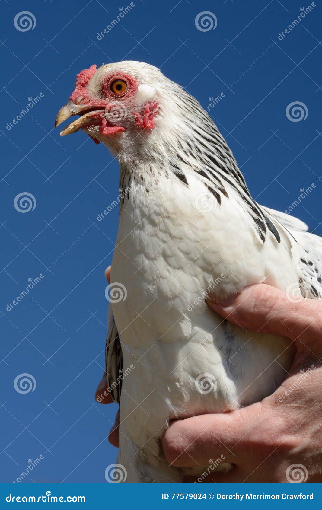 Bantam Light Brahma Chicken Stock Photo - Image of blue, agriculture ...