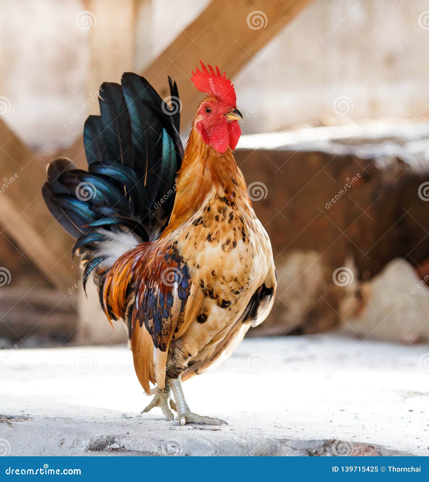 Bantam Little Beautiful Poultry Stock Image - Image of tail, wing ...