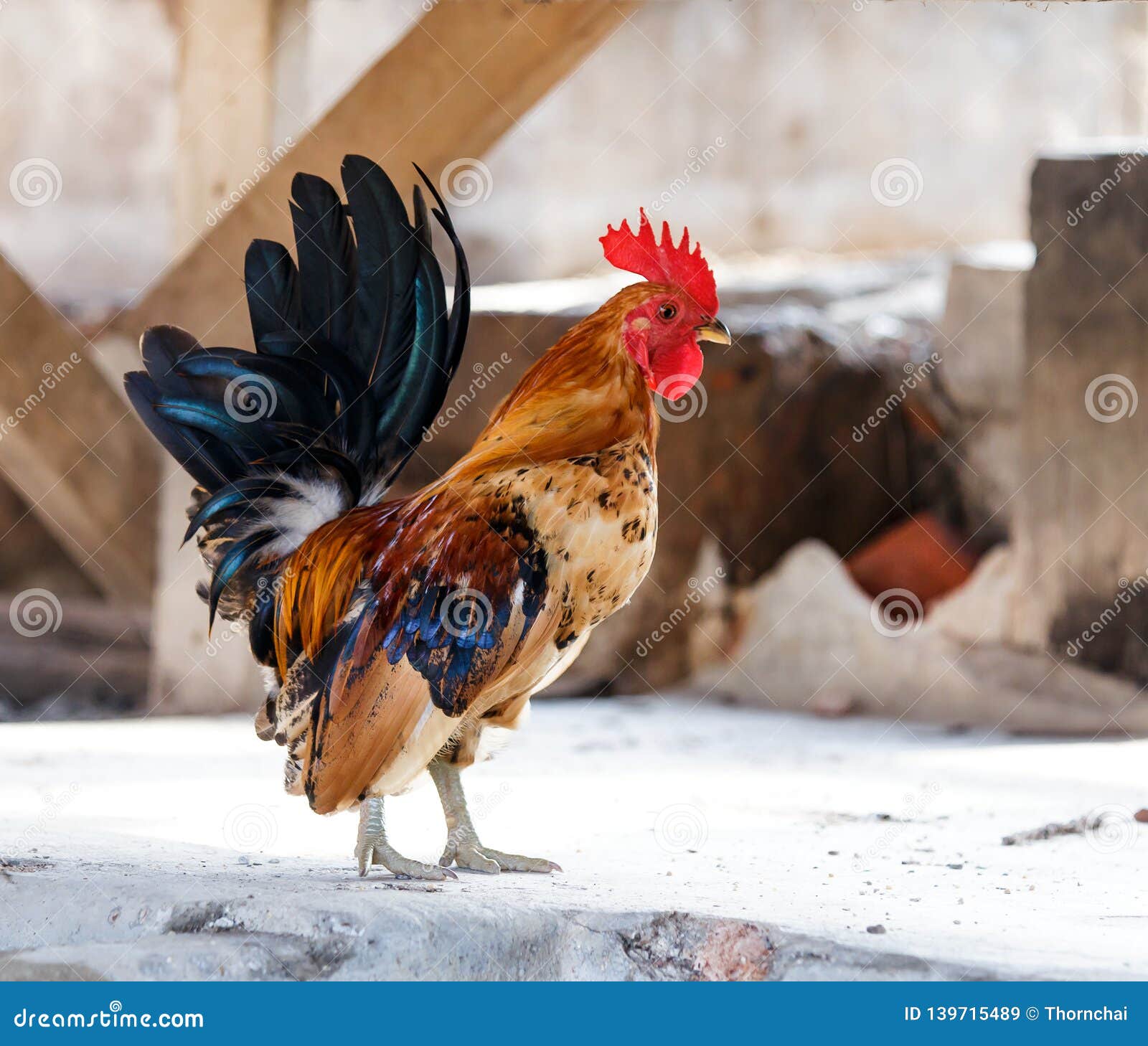 Bantam Little Beautiful Poultry Stock Image - Image of poultry ...