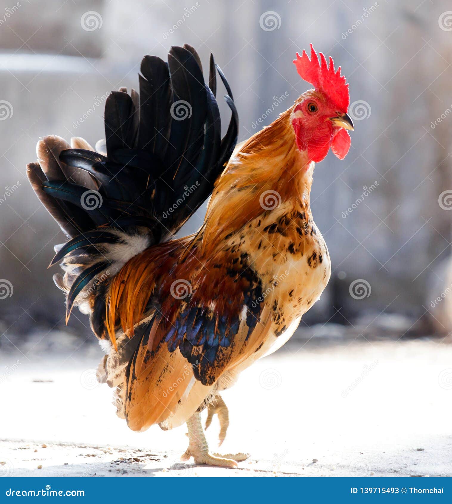Bantam Little Beautiful Poultry Stock Image - Image of little, chicken ...