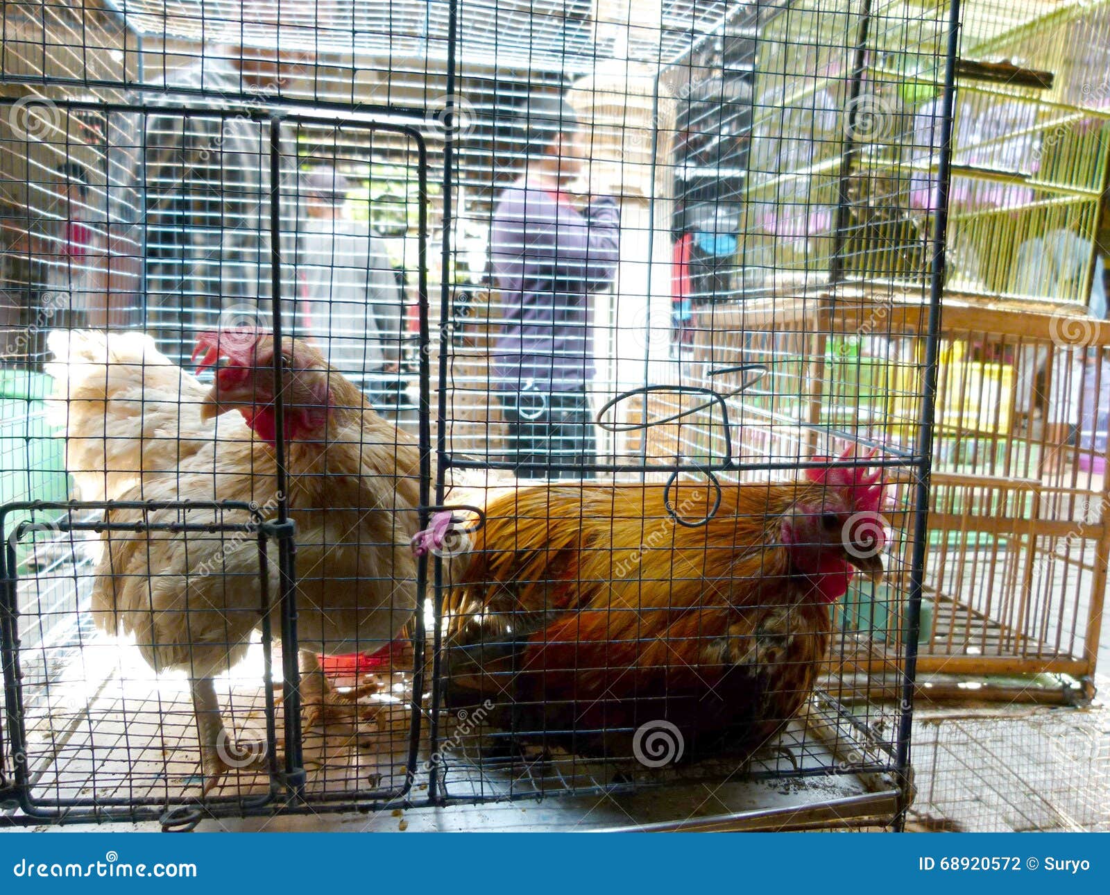 Bantam editorial photography. Image of cage, rooster - 68920572