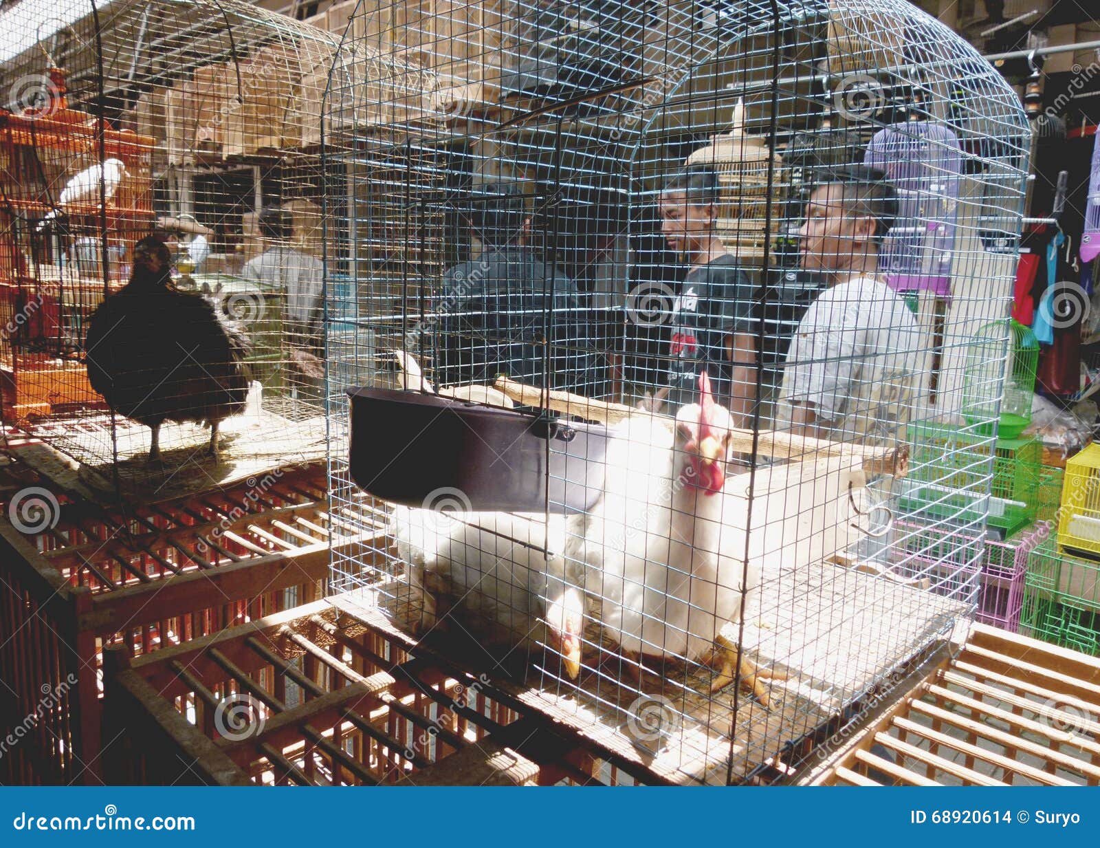 Bantam editorial stock image. Image of city, solo, cage - 68920614