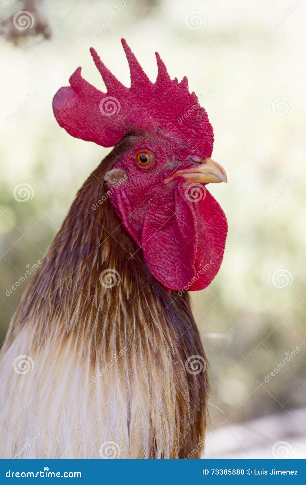 Bantam Poultry Beautiful Bright Colors. Stock Photo - Image of rural ...