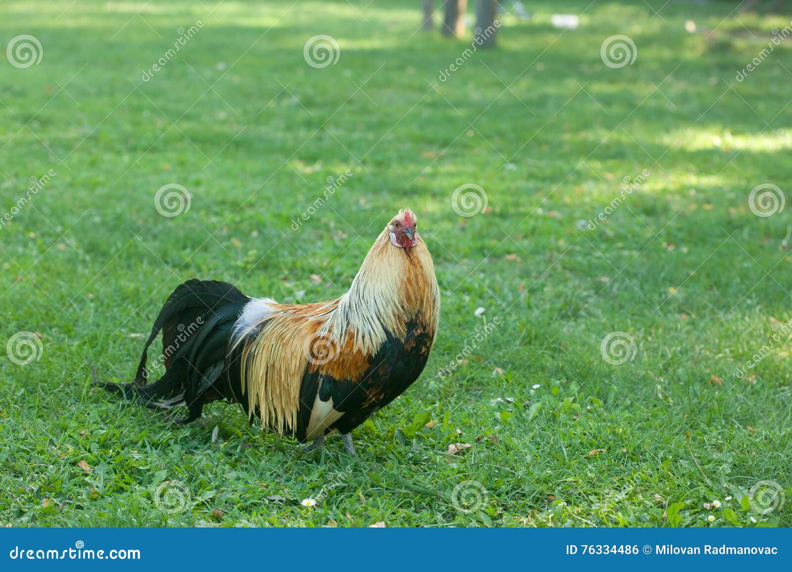 Bantam poultry on grass stock photo. Image of colors - 76334486