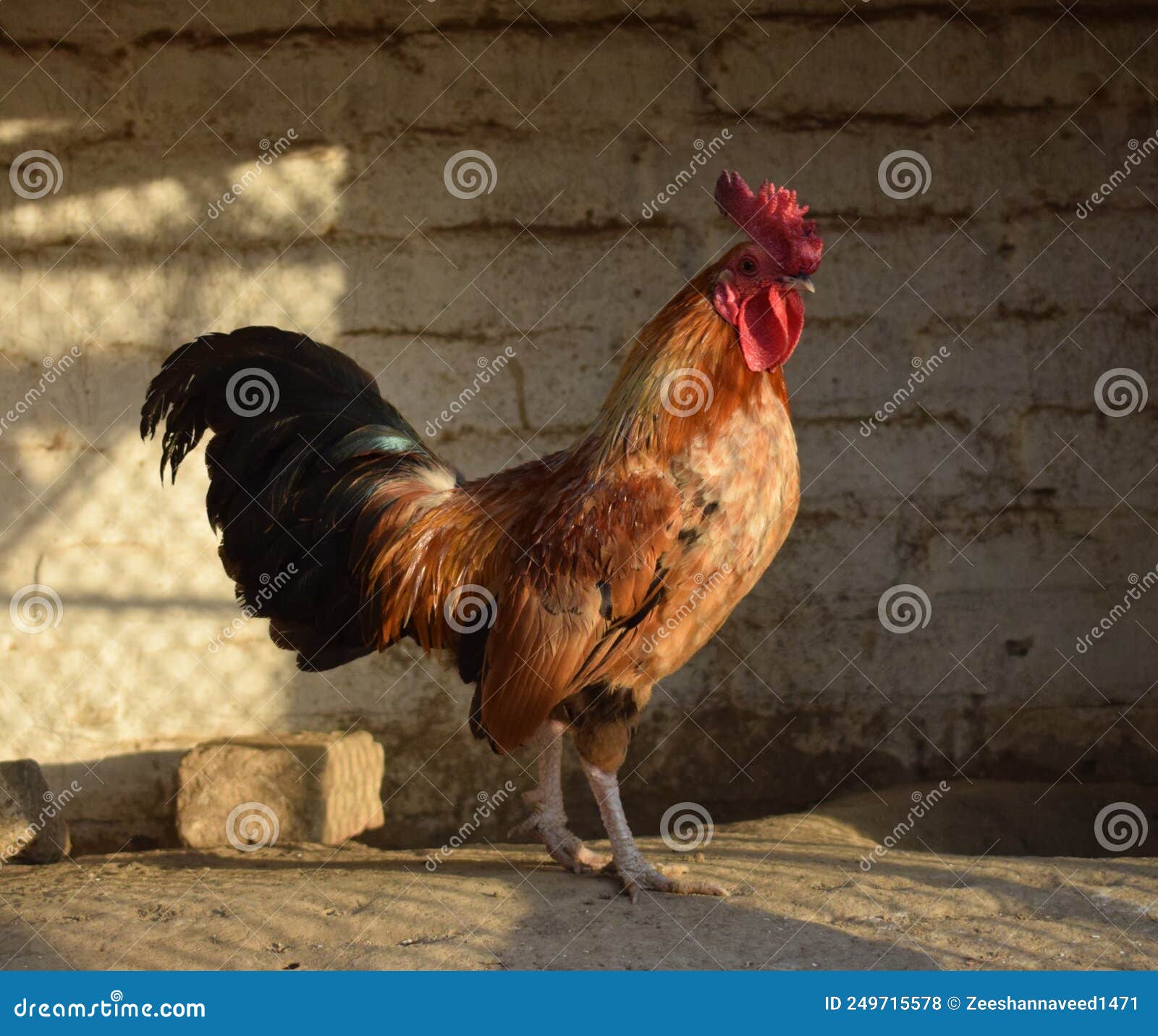 Bantam Rooster or Chicken Standing in the Cage. Stock Photo - Image of ...