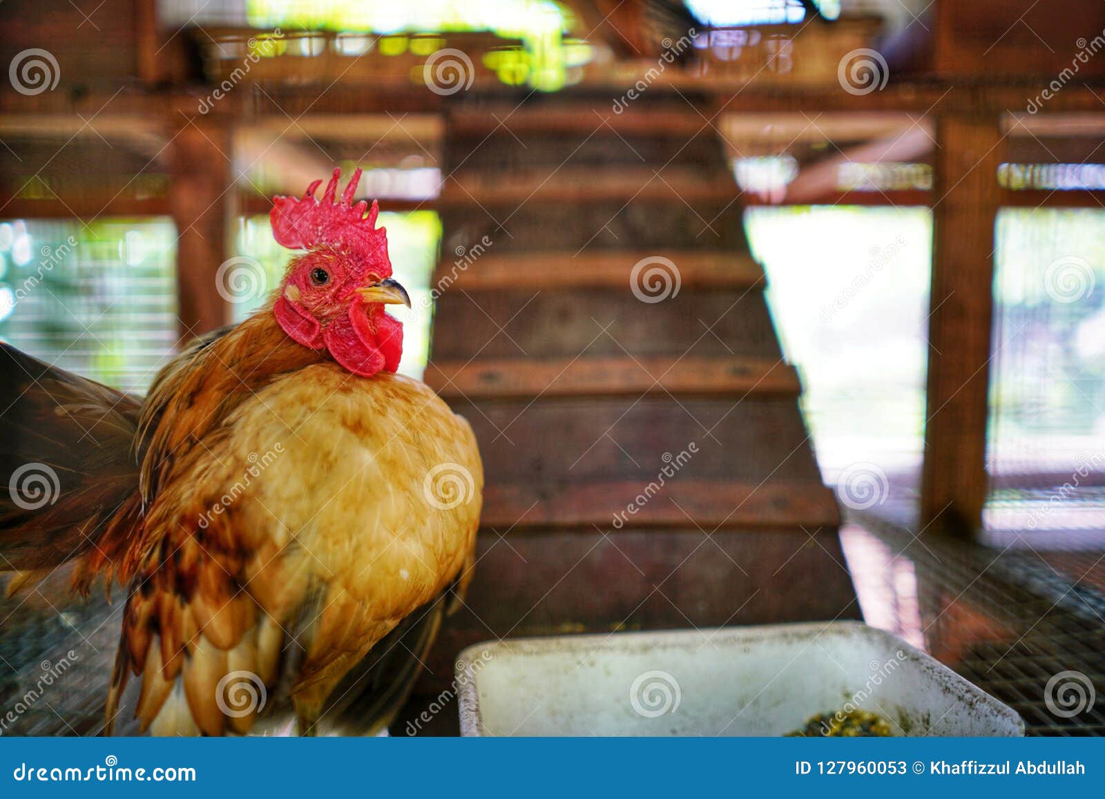 Cute small Rooster stock image. Image of rural, cute - 127960053