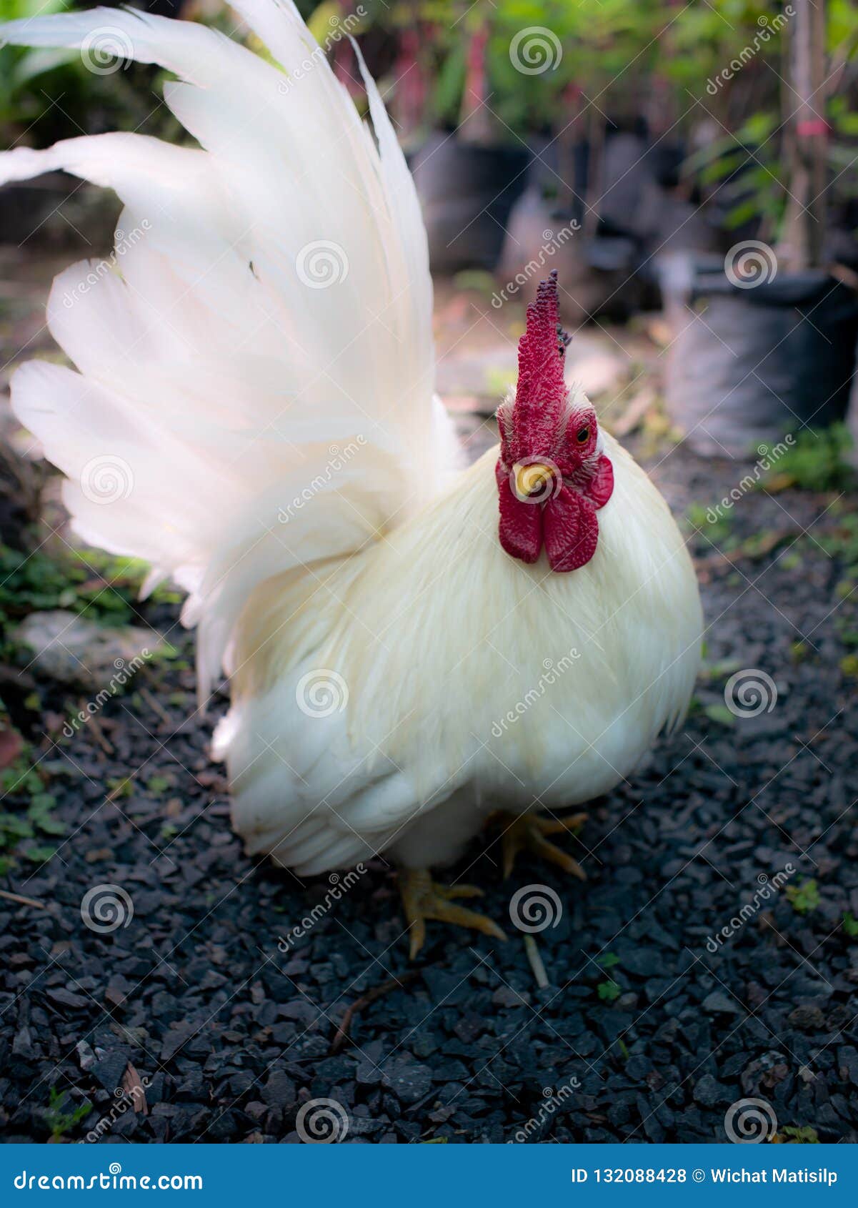 Bantam Standing in the Garden Stock Photo - Image of outdoor, ground ...