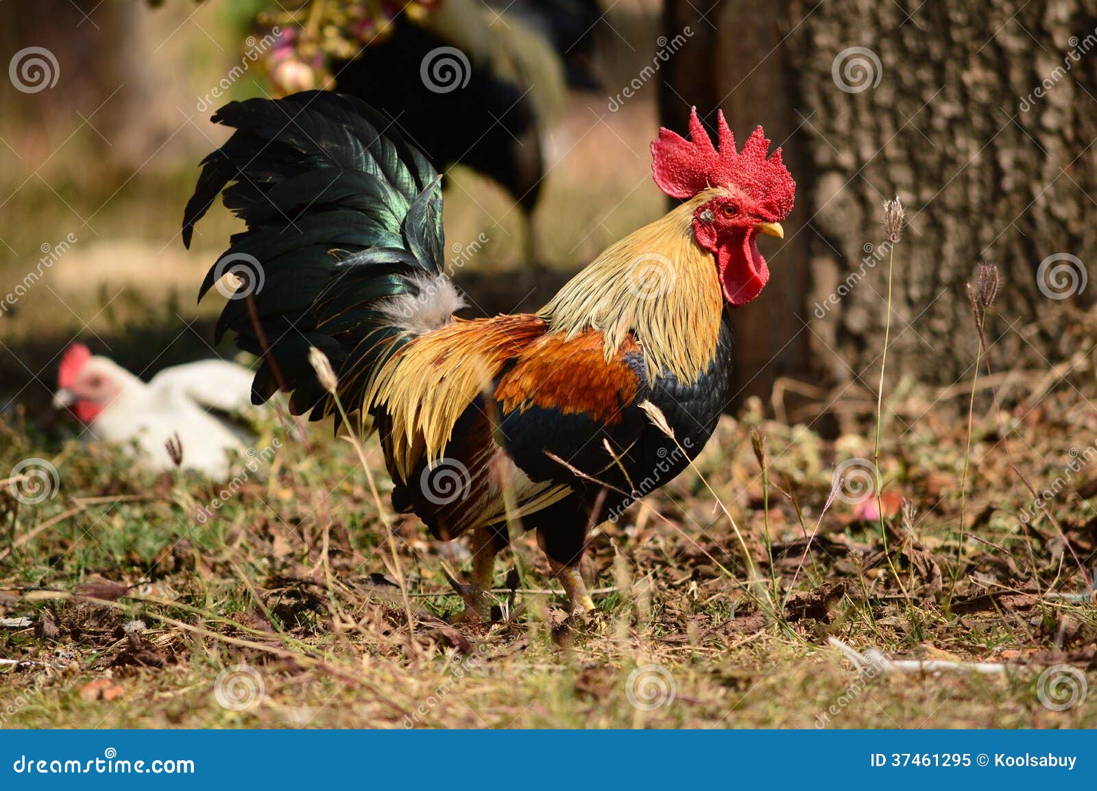 Bantam Thai. stock image. Image of look, orange, beauty - 37461295