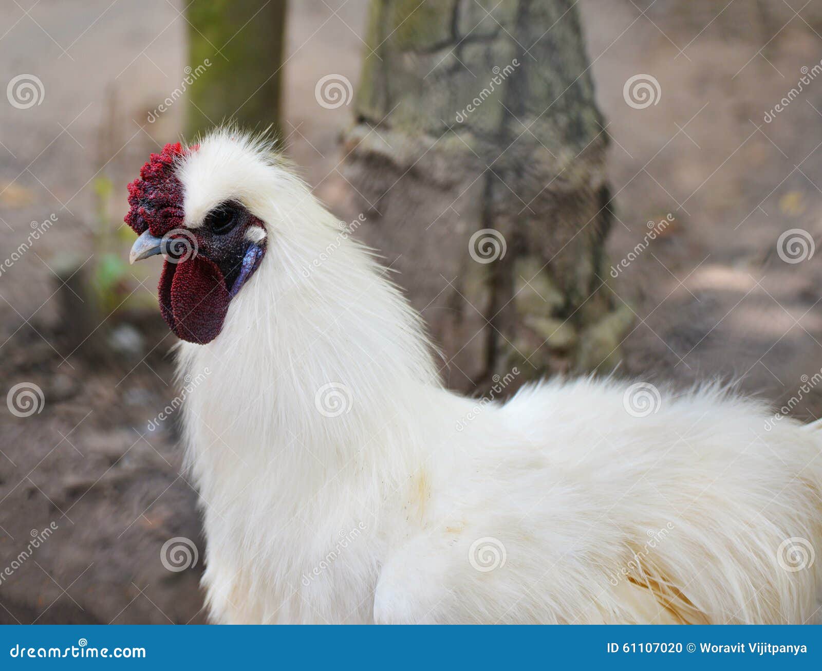 Bantam white chicken stock photo. Image of wattles, poultry - 61107020