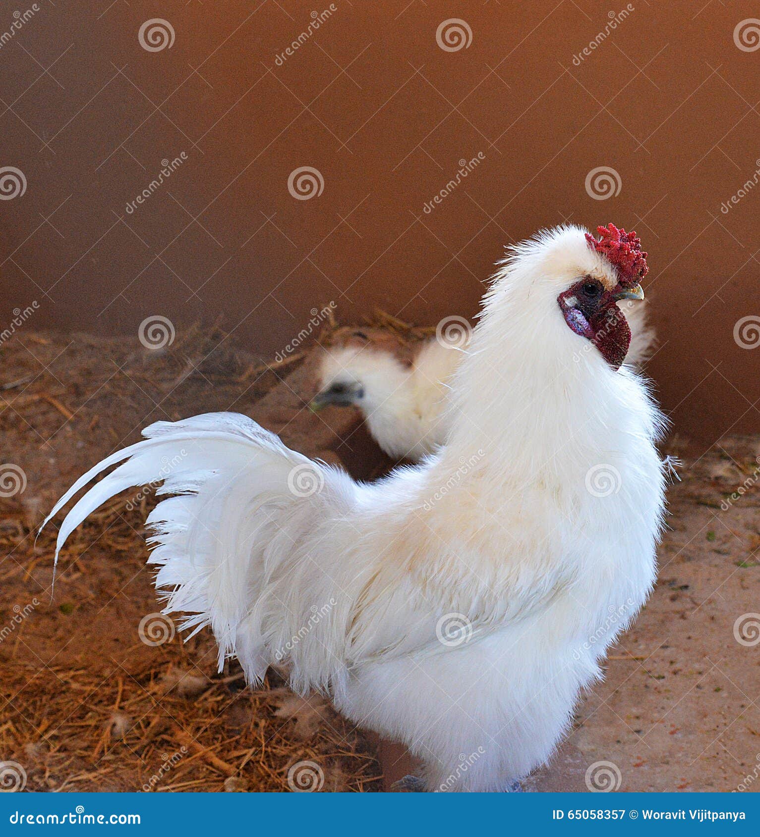 Bantam white stock image. Image of wattles, chick, white - 65058357