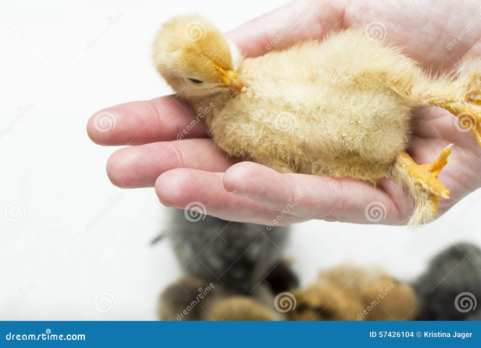 Bantam Yellow Chick in Hand Stock Photo - Image of white, yellow: 57426104