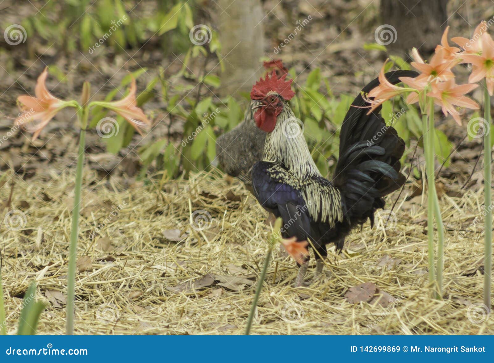 Bantams stock image. Image of fowl, cute, bird, agriculture - 142699869