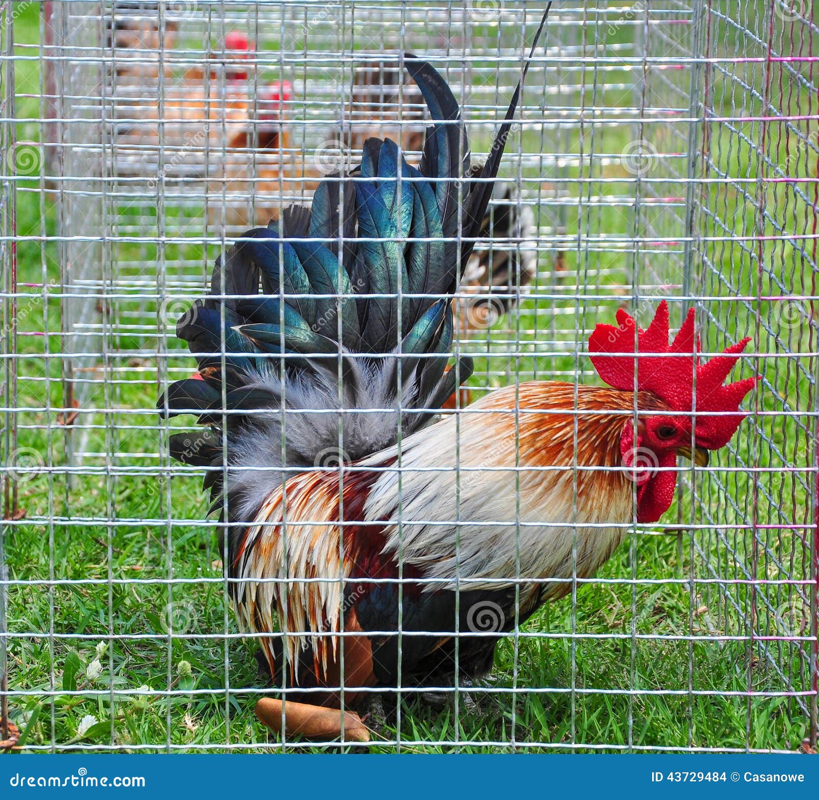 Bantams in a cage stock photo. Image of feather, crest - 43729484