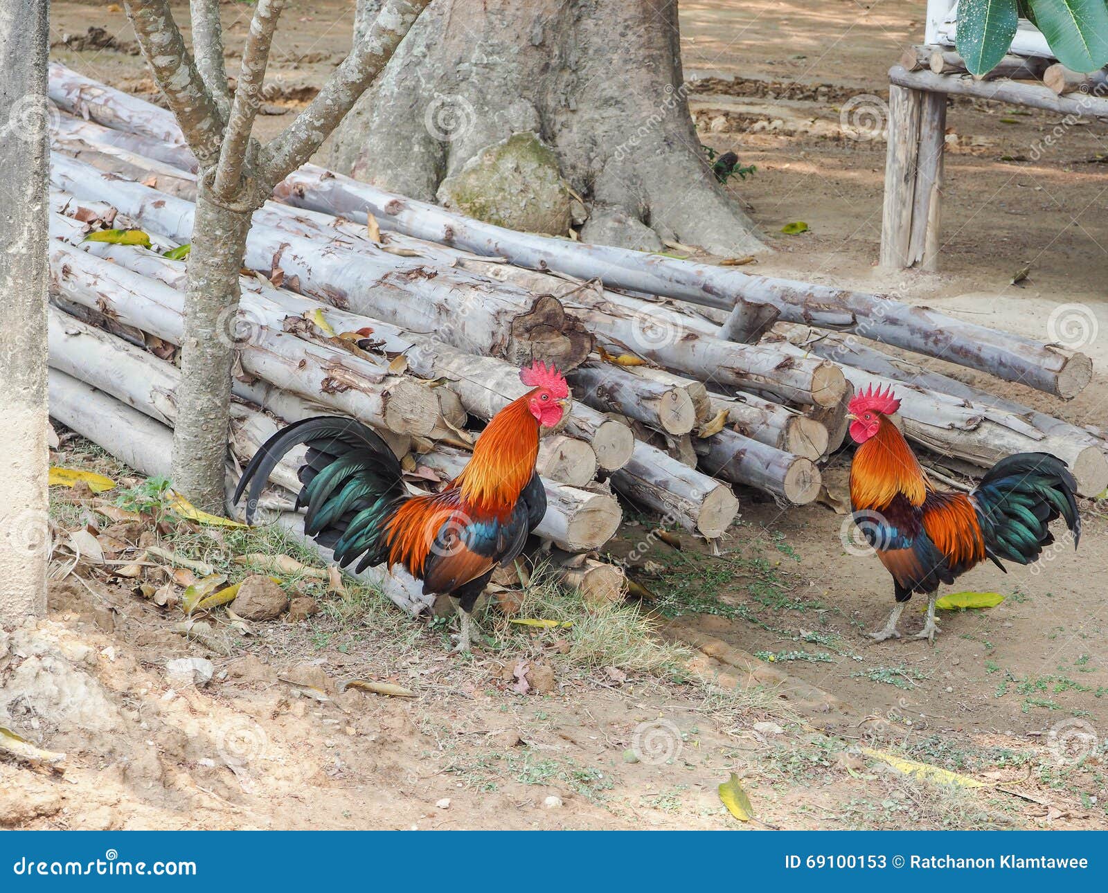 Bantams on the ground. stock image. Image of chick, tree - 69100153
