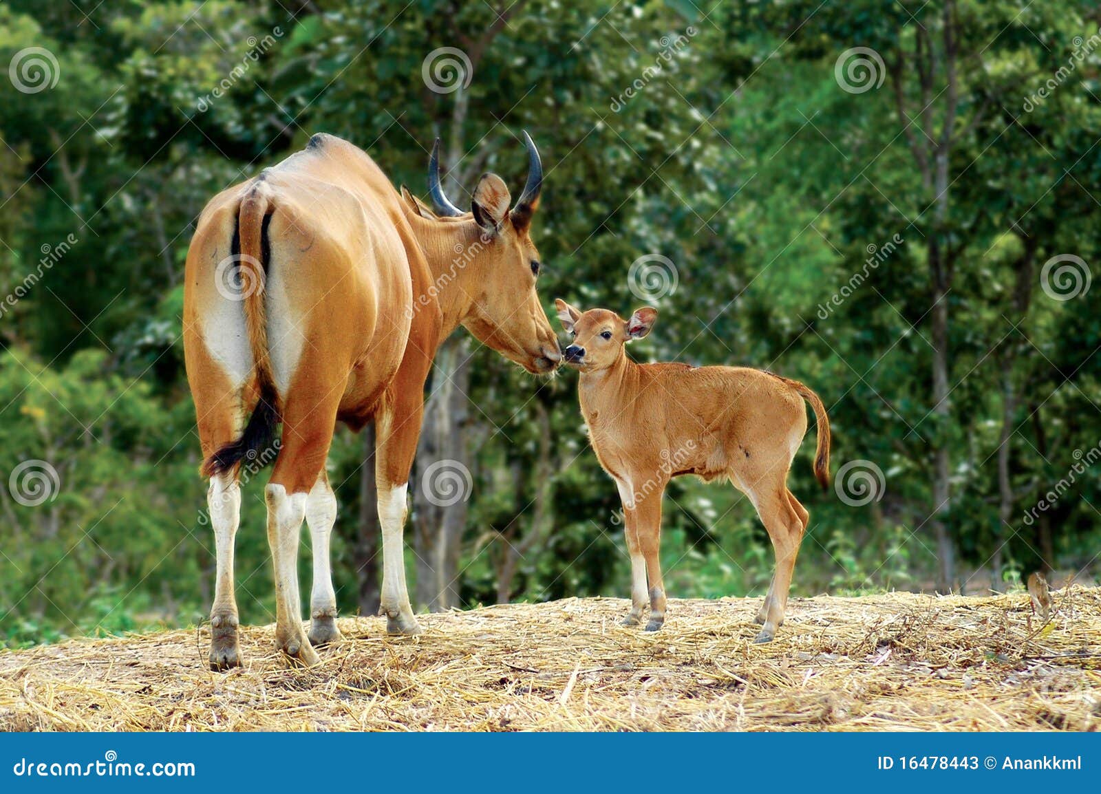 Bantang stock image. Image of hillside, snout, horn, mammal - 16478443