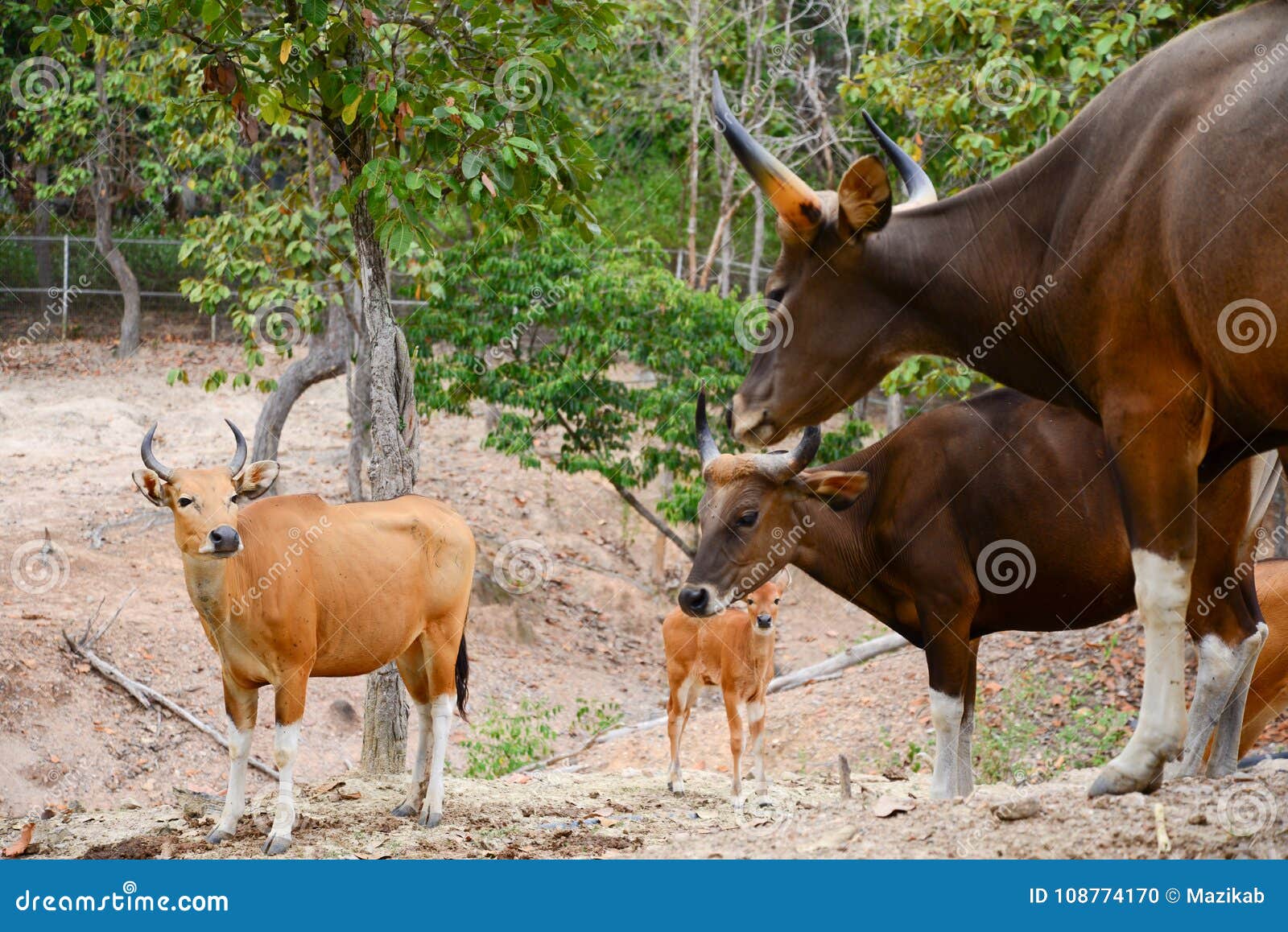 Banteng fotografia stock. Immagine di bestiami, enorme - 108774170