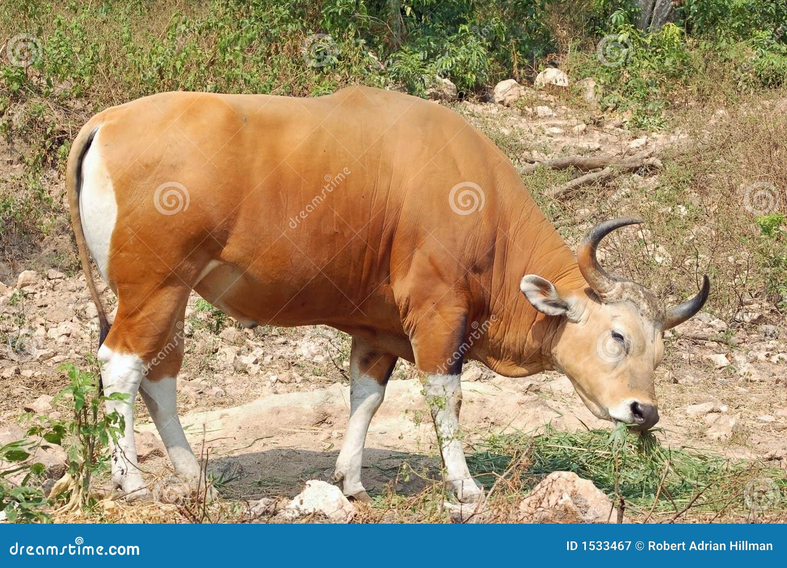 Banteng stock image. Image of banteng, male, robust, munch - 1533467