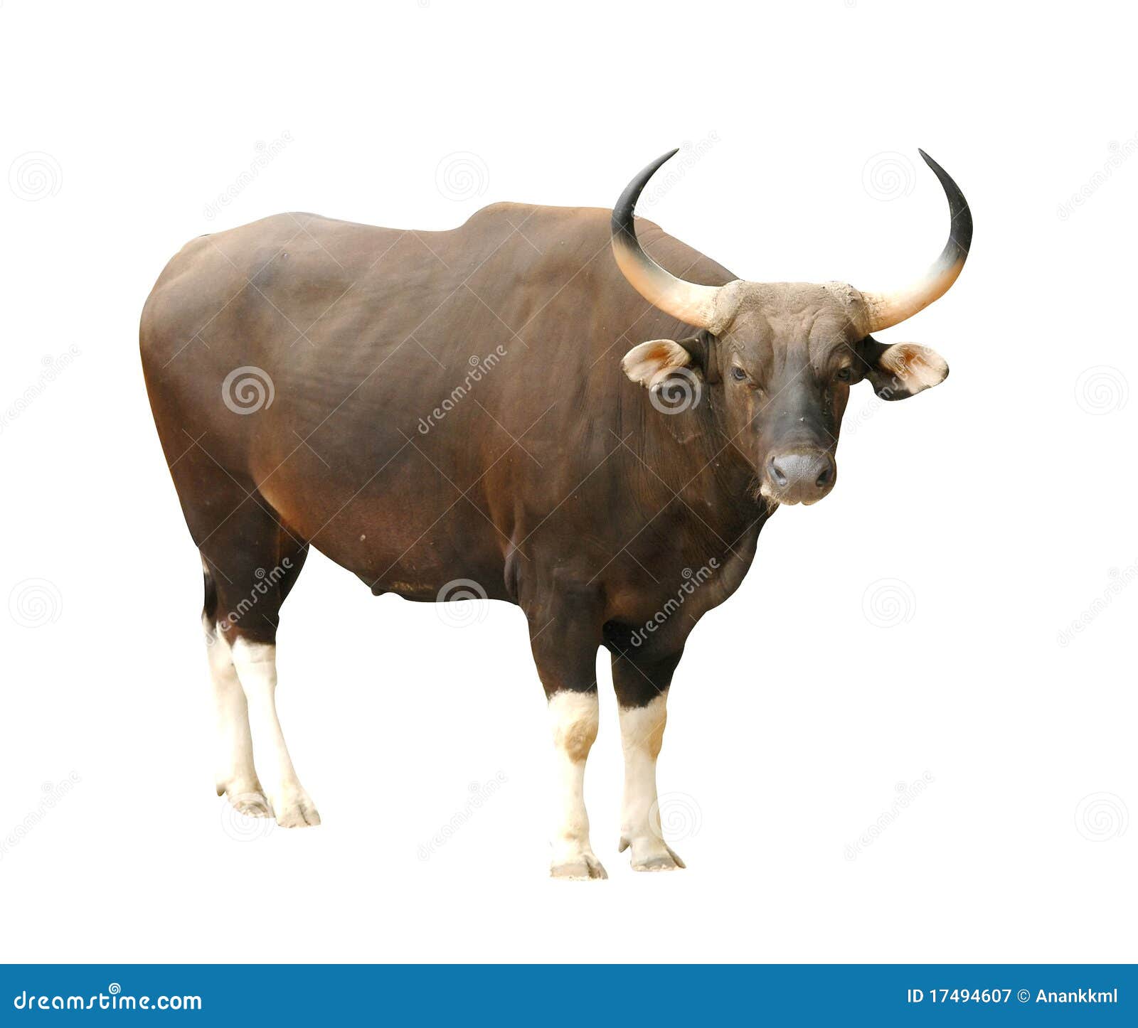 Banteng stock image. Image of wilderness, bovine, thailand - 17494607