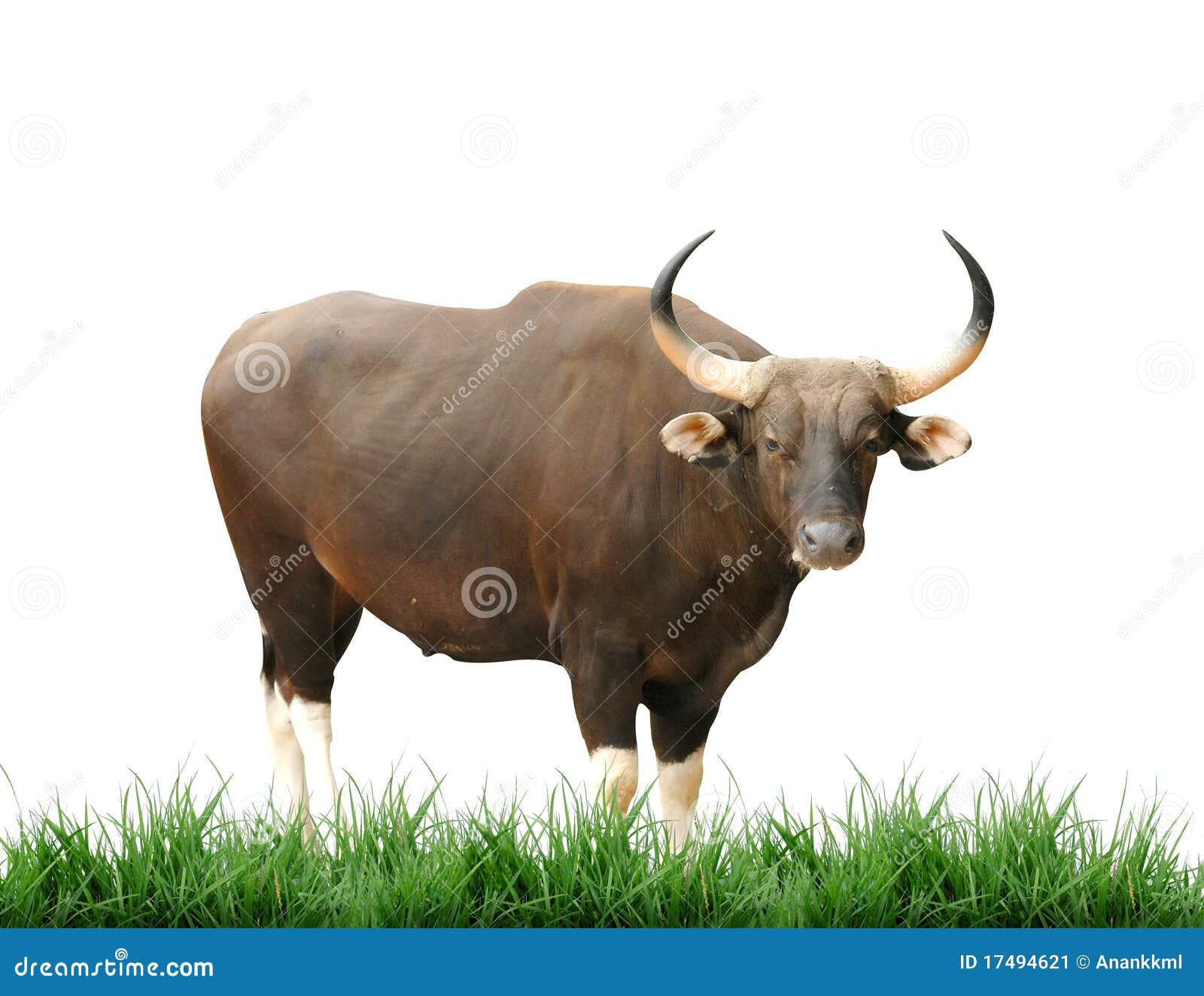 Banteng stock image. Image of adult, dangerous, green - 17494621