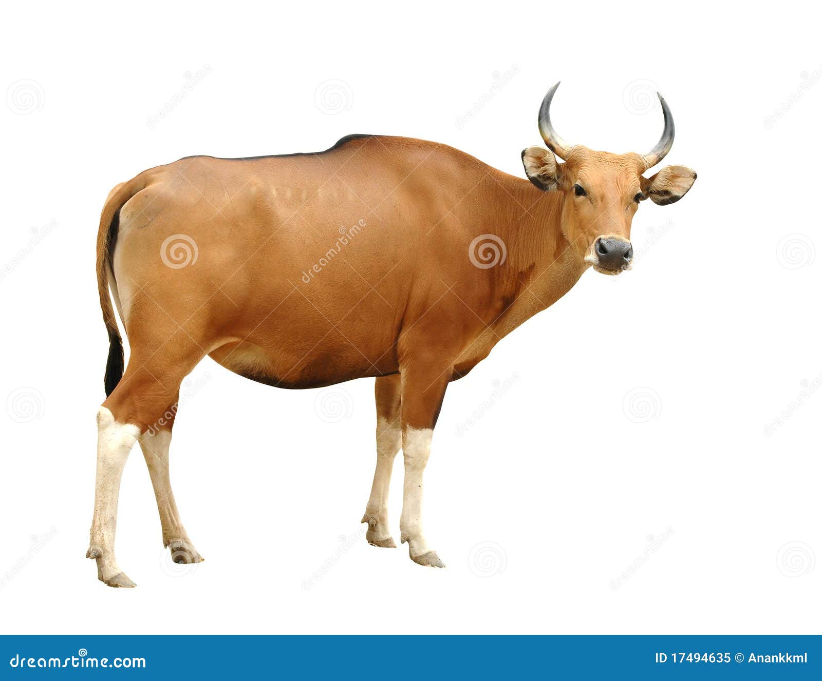 Banteng stock image. Image of adult, white, thailand - 17494635