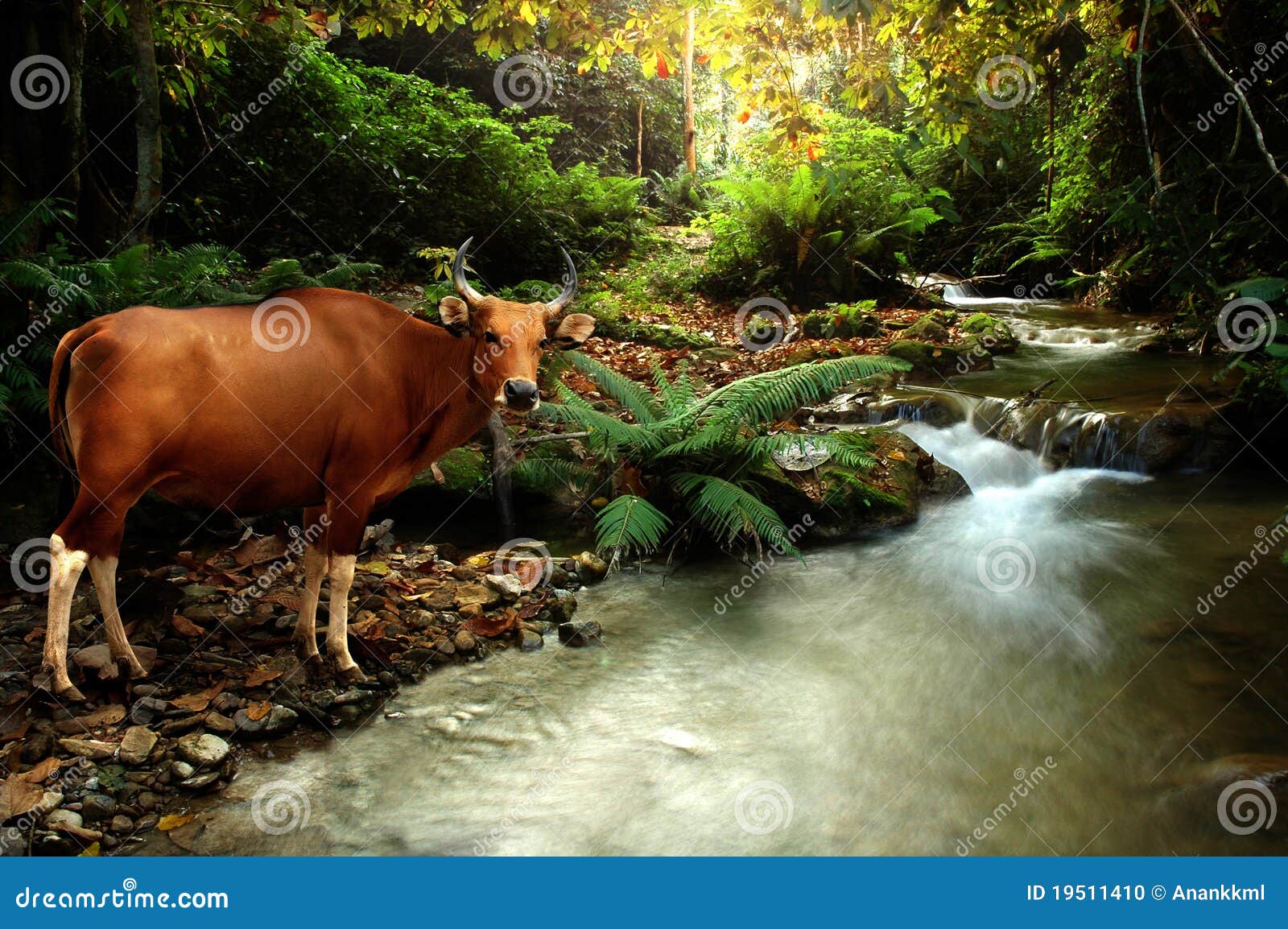 Banteng stock photo. Image of brook, banteng, forest - 19511410