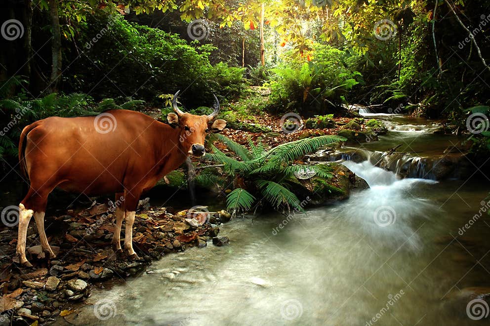 Banteng stock photo. Image of brook, banteng, forest - 19511410
