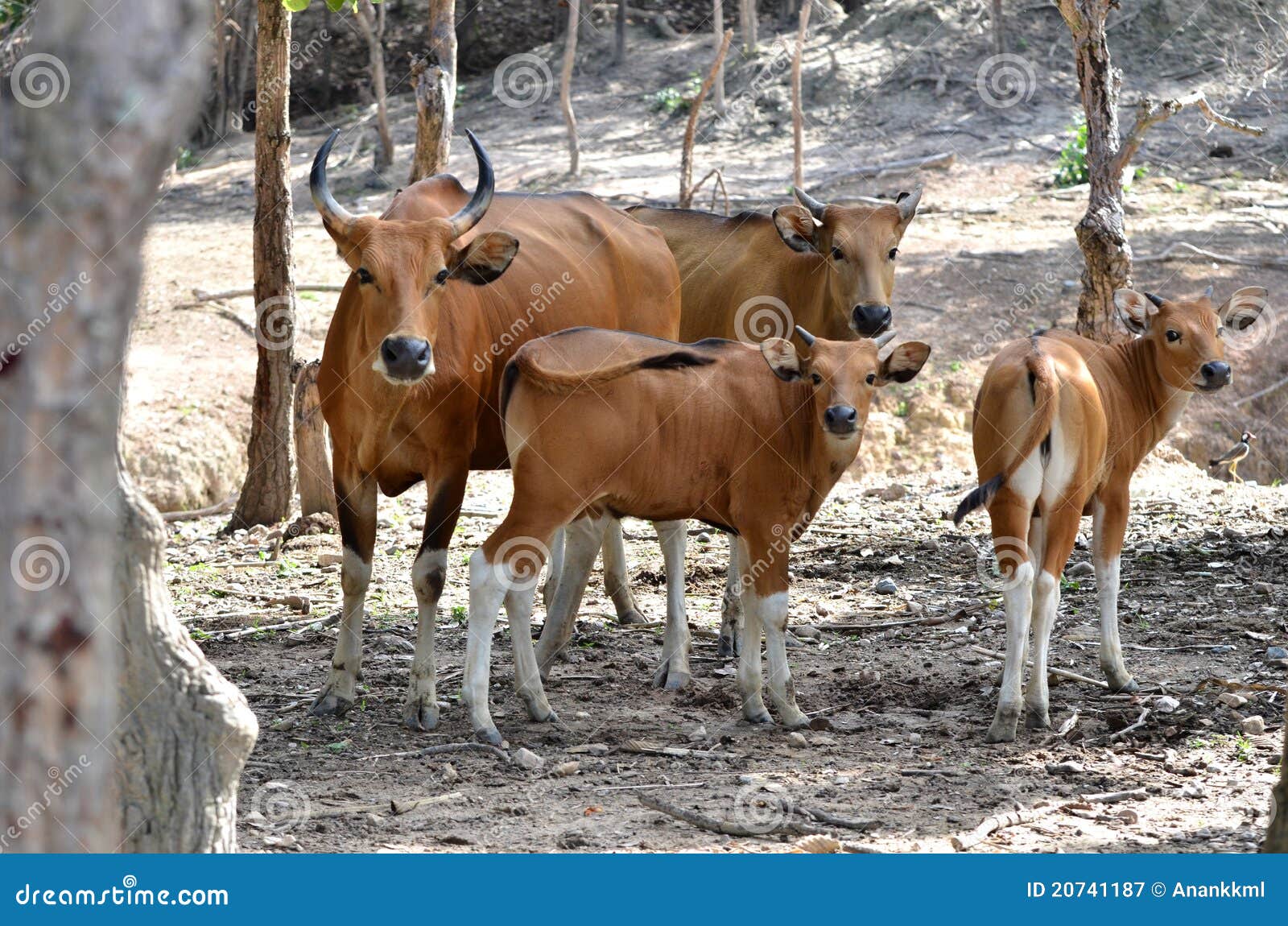Banteng stock image. Image of bovine, brown, bull, asia - 20741187