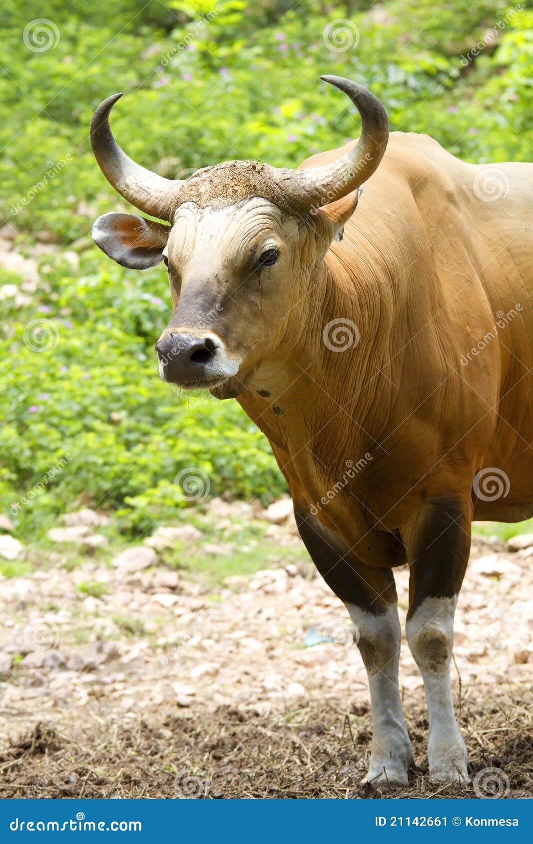 Banteng stock image. Image of tropical, banteng, wild - 21142661