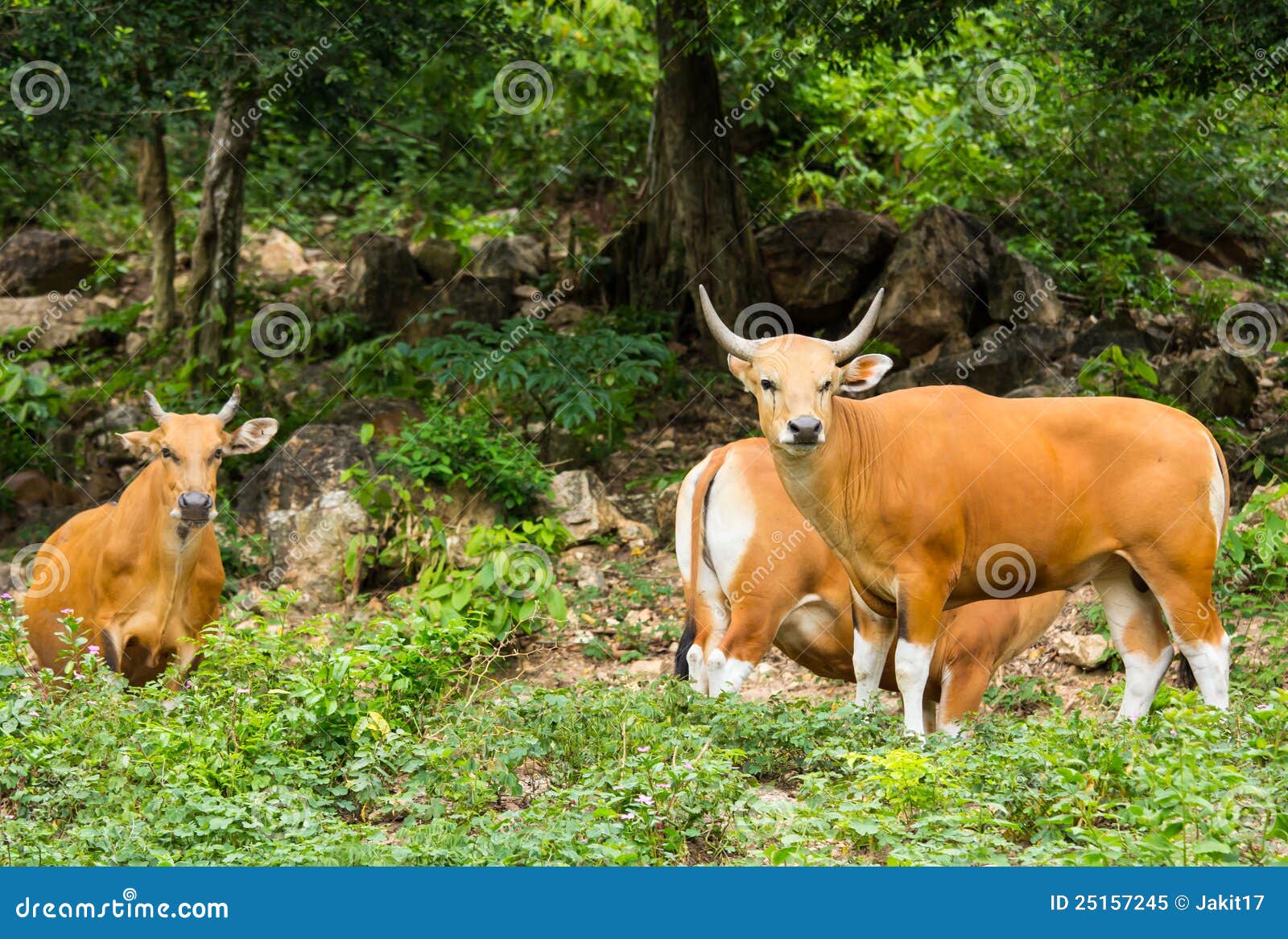 Banteng stock image. Image of asian, power, background - 25157245