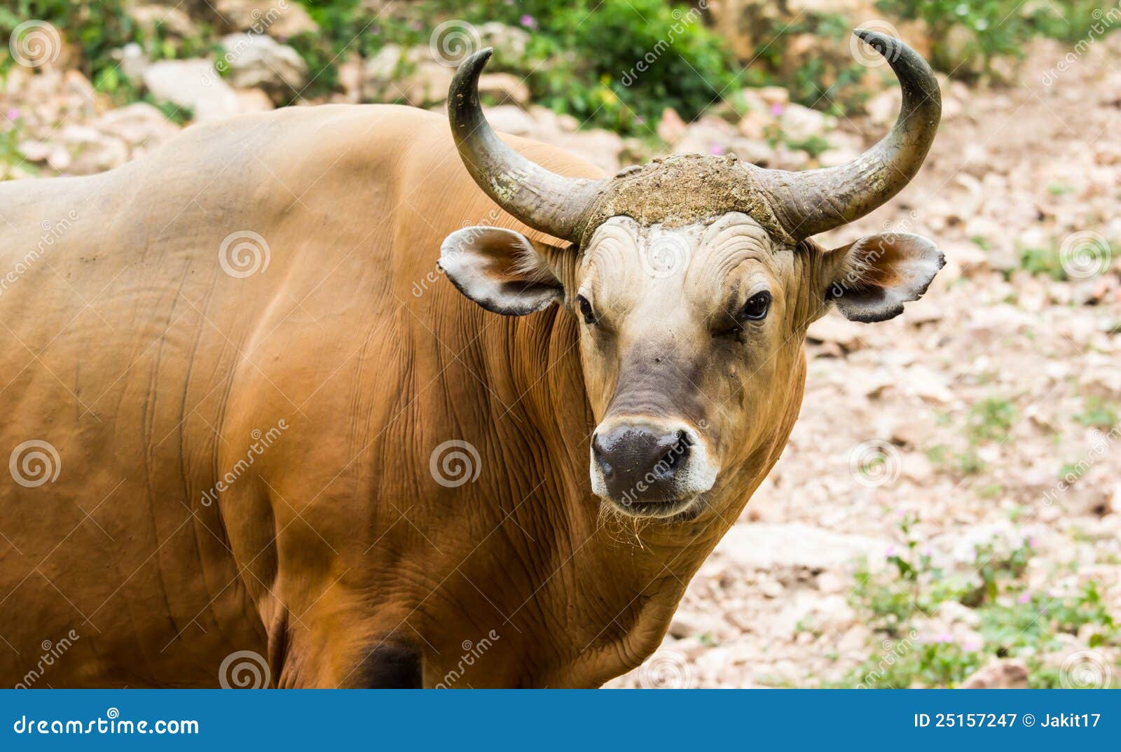 Banteng stock image. Image of cattle, thai, feed, mammal - 25157247
