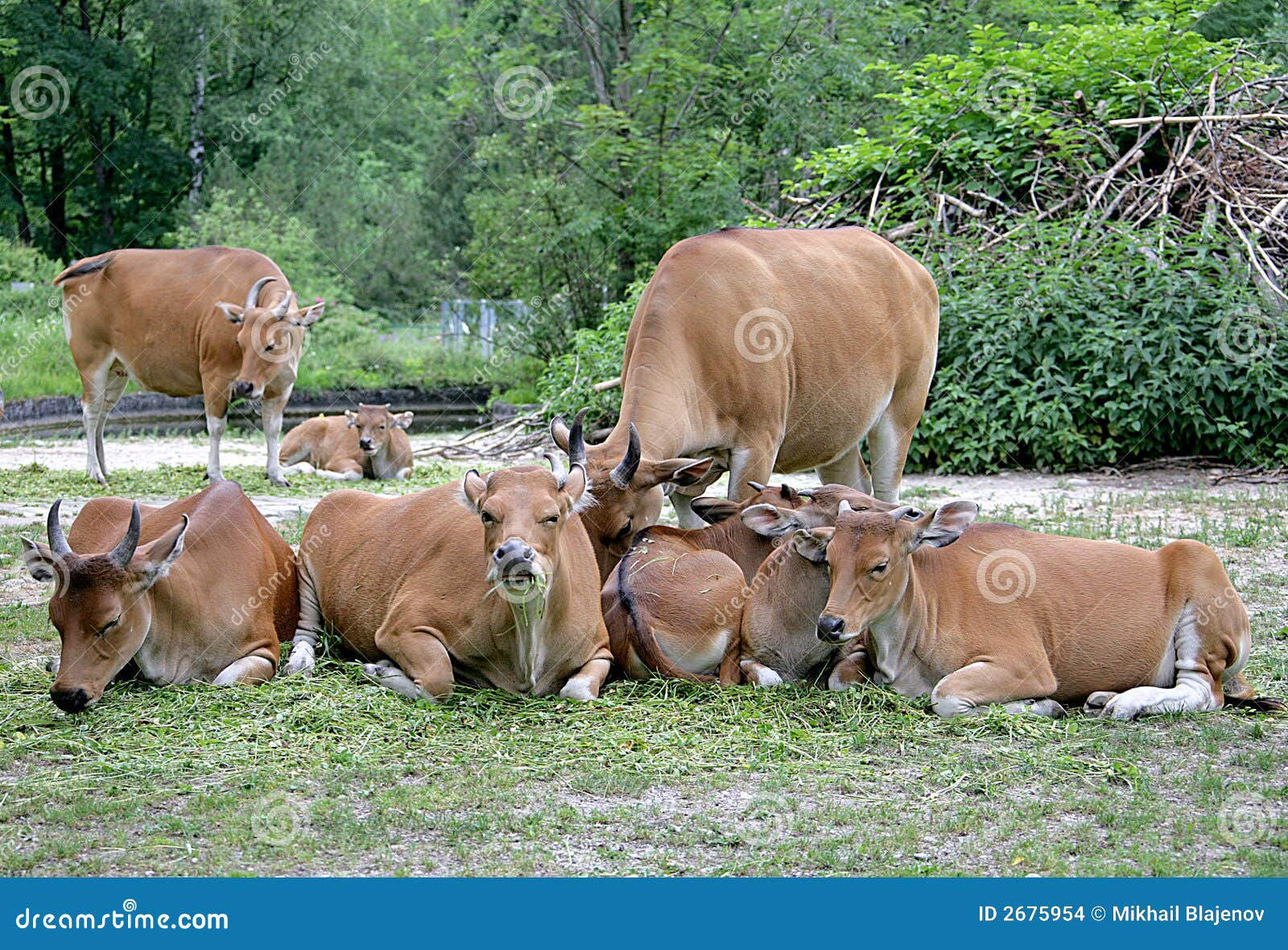 Banteng 3 stock photo. Image of nature, graze, portrait - 2675954