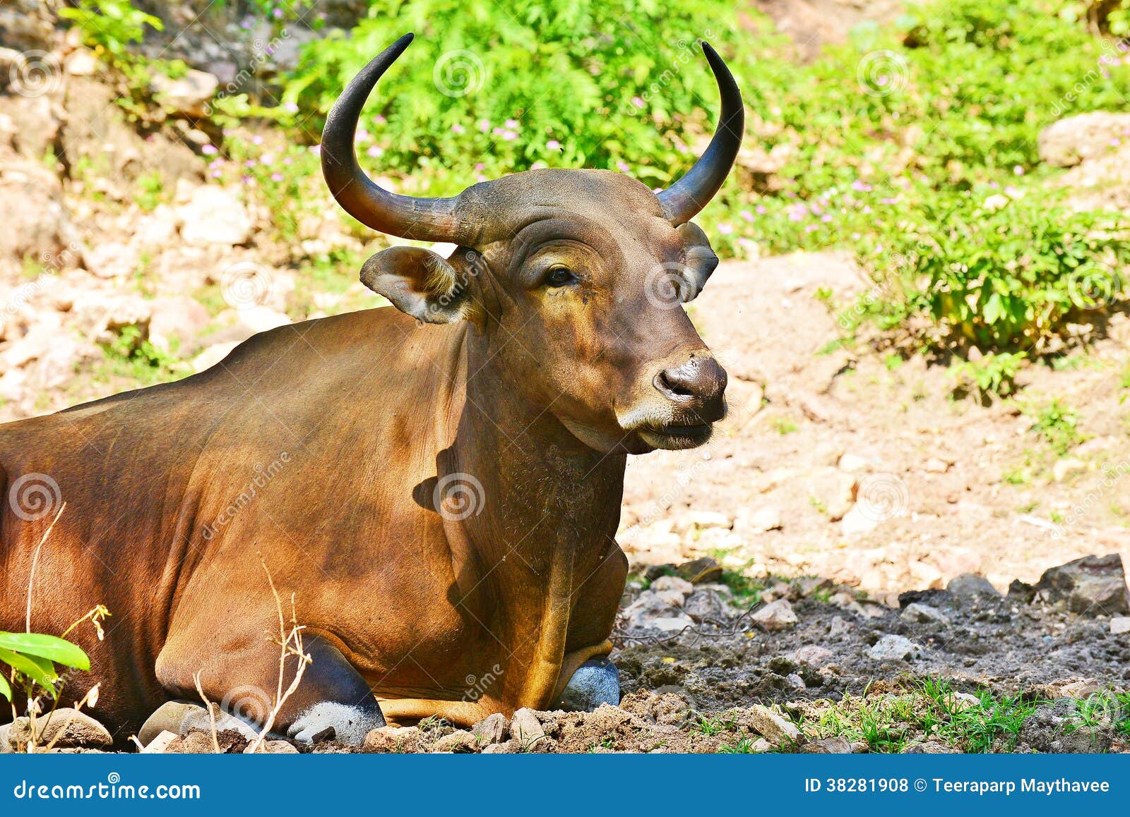 Banteng stock photo. Image of animal, kheow, nature, banteng - 38281908