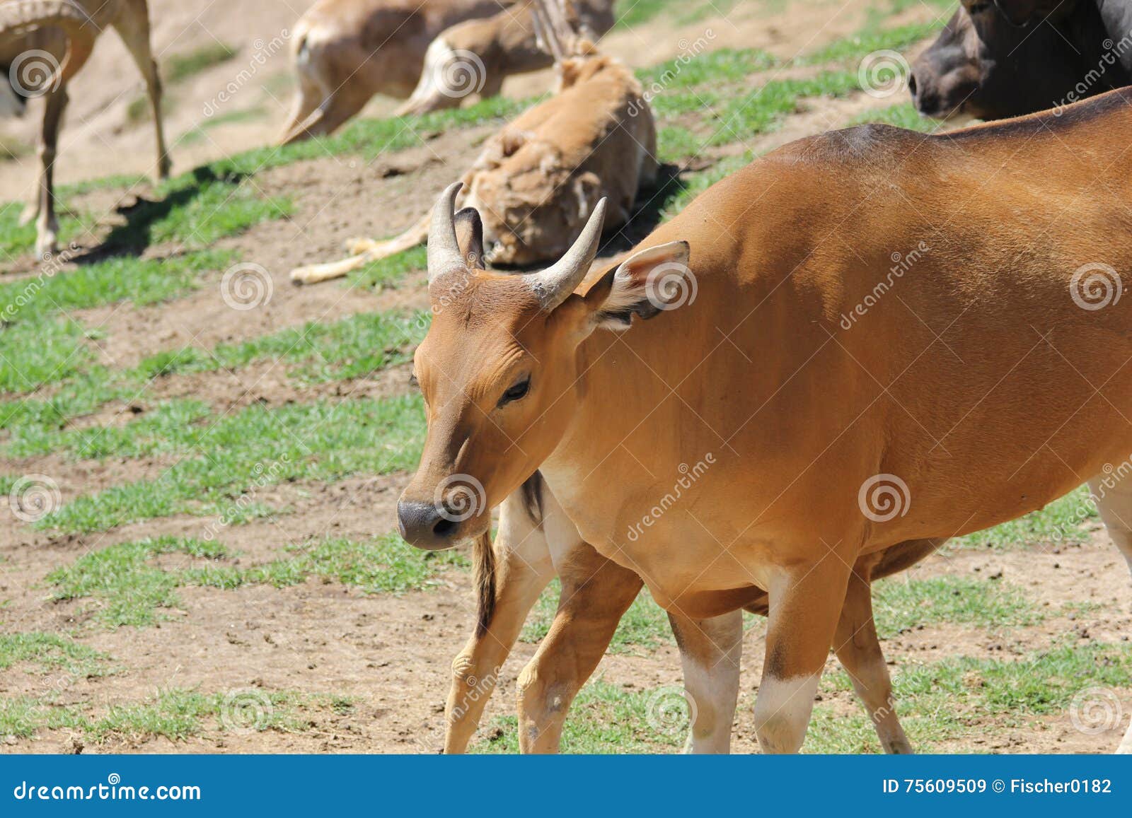 Banteng (Bos javanicus) stock image. Image of burma, brown - 75609509