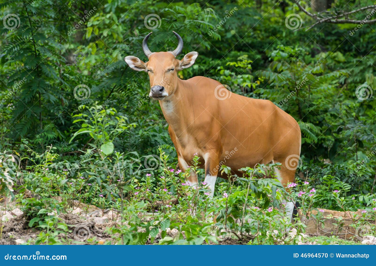 Banteng (Bos javanicus) stock photo. Image of cattle - 46964570
