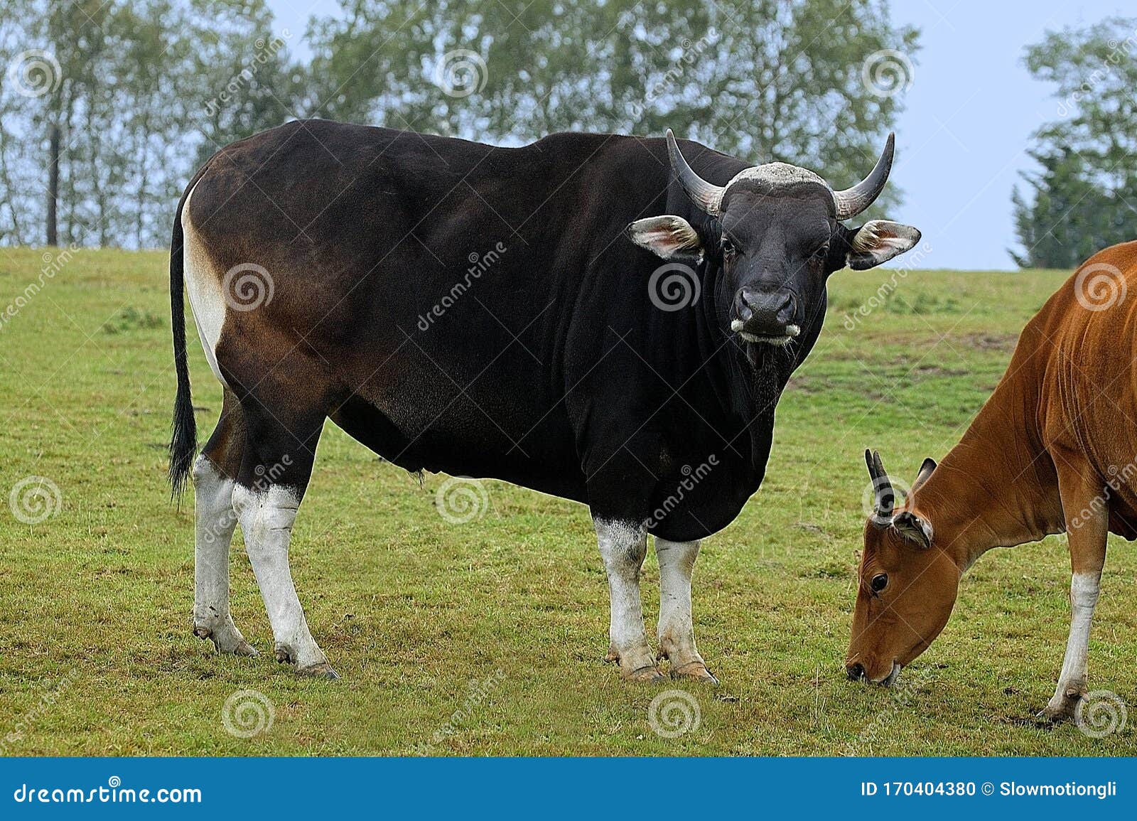 BANTENG bos javanicus fotografia stock. Immagine di pieno - 170404380