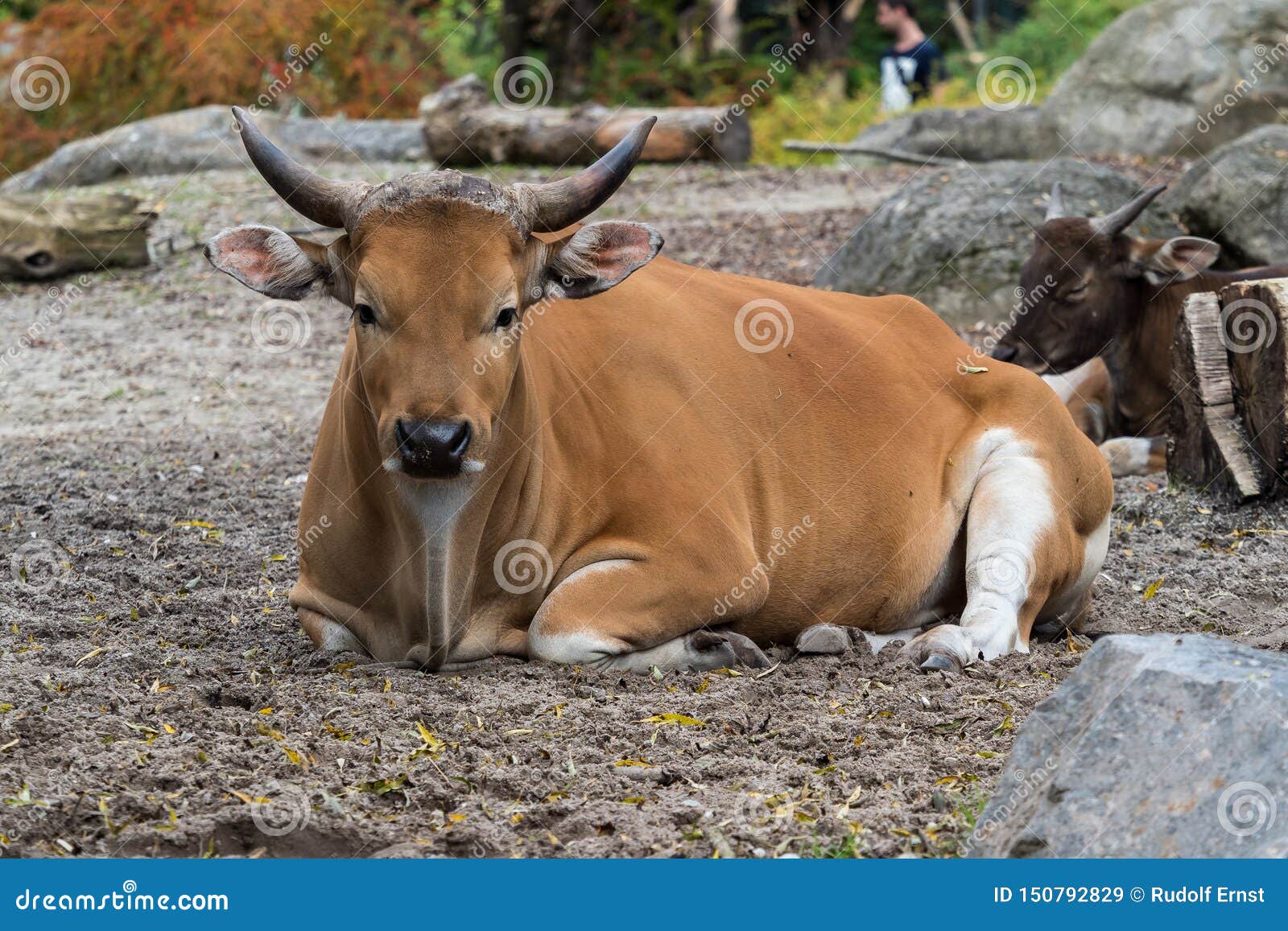 Banteng, Bos Javanicus or Red Bull is a Type of Wild Cattle Stock Image ...