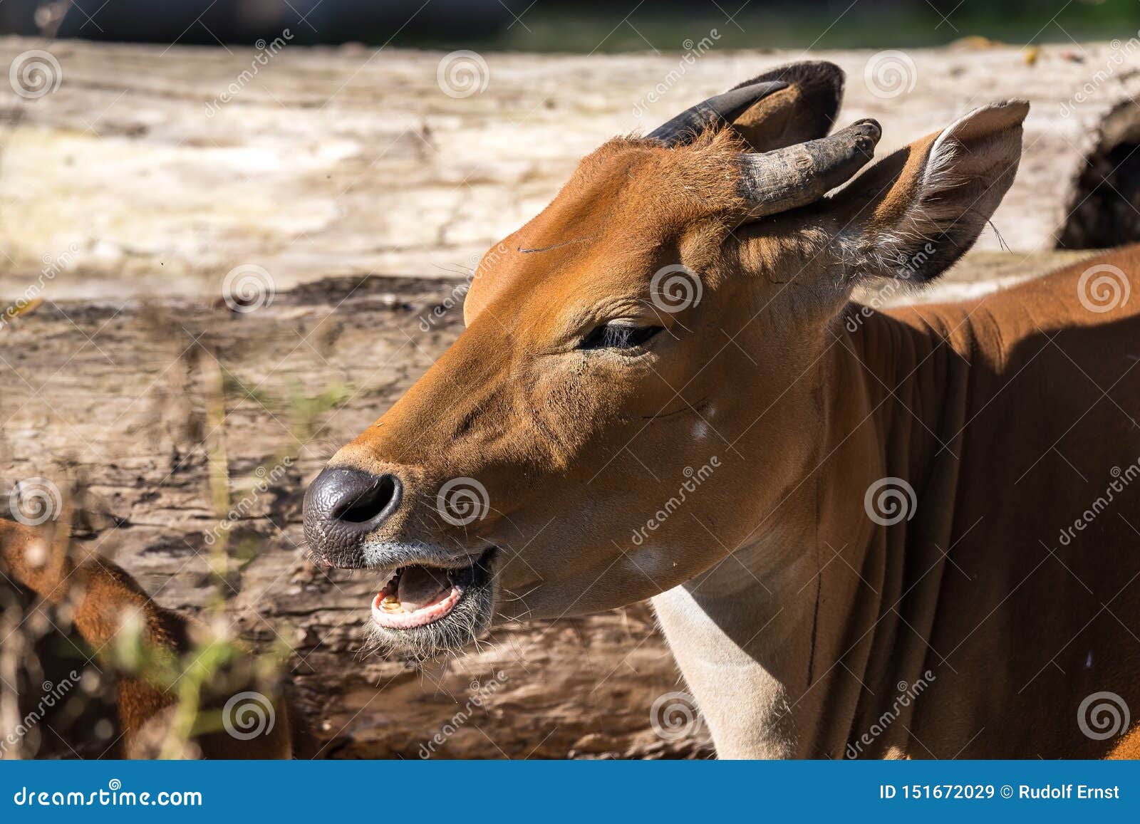 Banteng, Bos Javanicus or Red Bull is a Type of Wild Cattle Stock Image ...