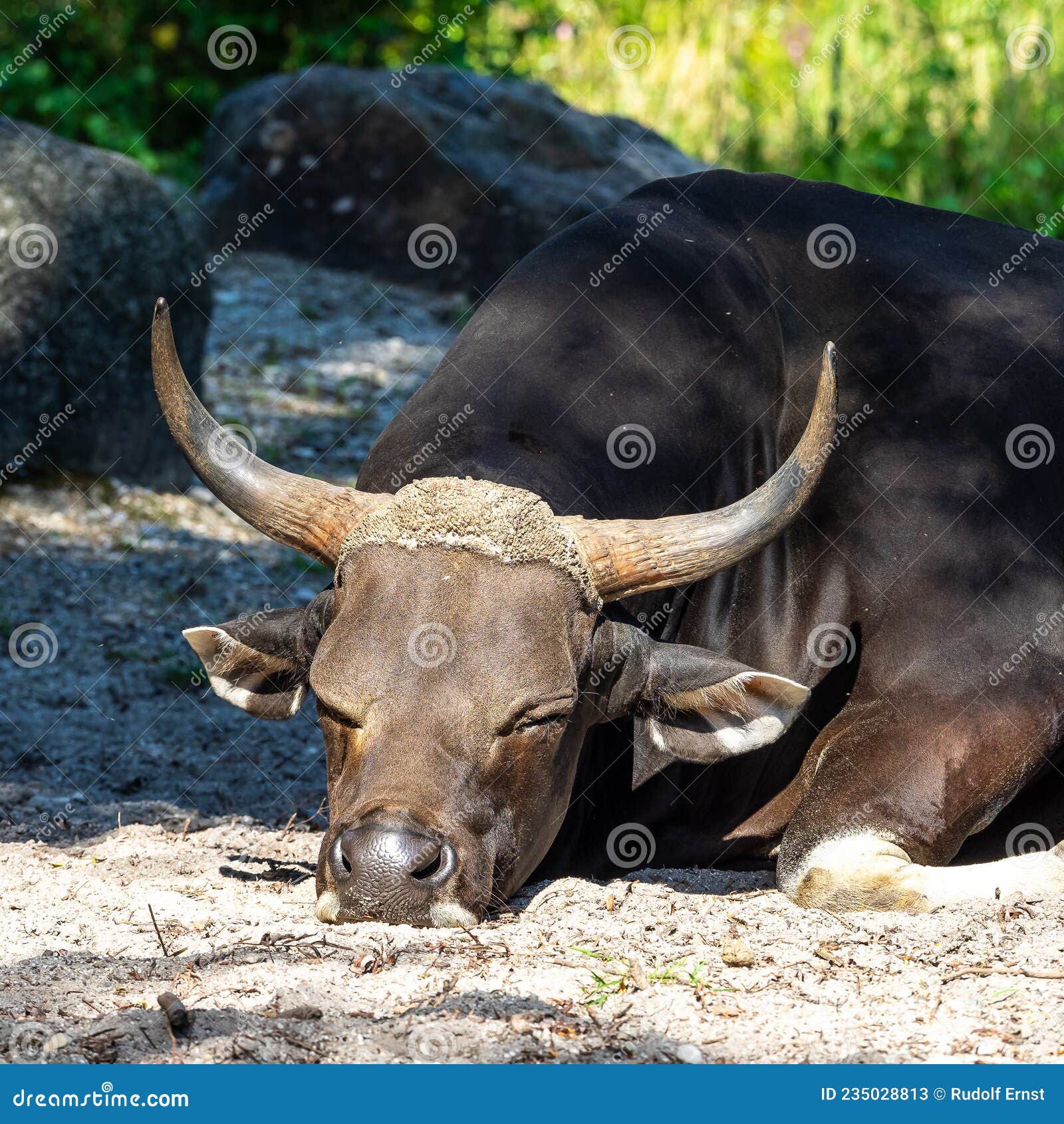 Banteng, Bos Javanicus or Red Bull is a Type of Wild Cattle Stock Image ...