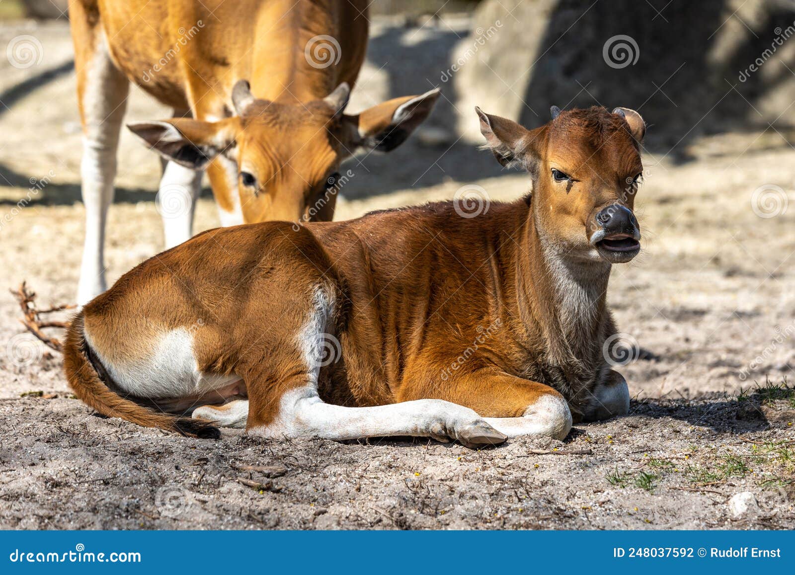 Banteng, Bos Javanicus or Red Bull is a Type of Wild Cattle Stock Photo ...