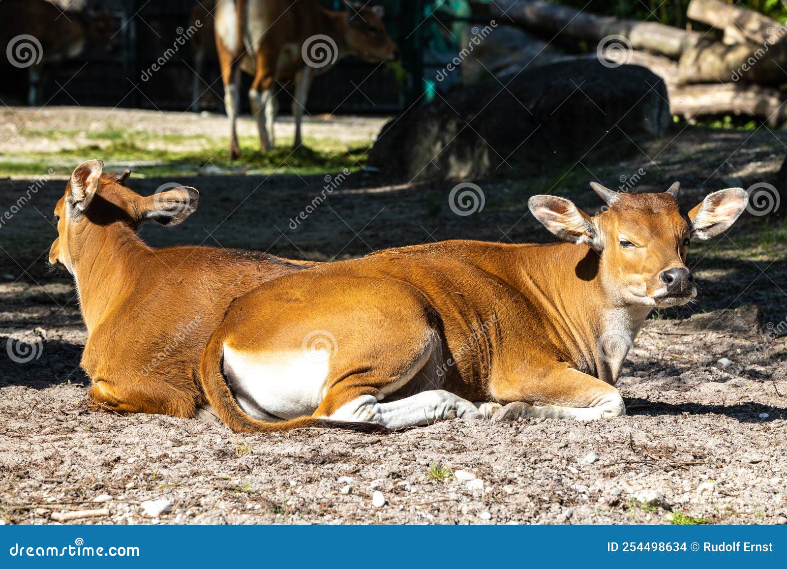 Banteng, Bos Javanicus or Red Bull is a Type of Wild Cattle Stock Photo ...