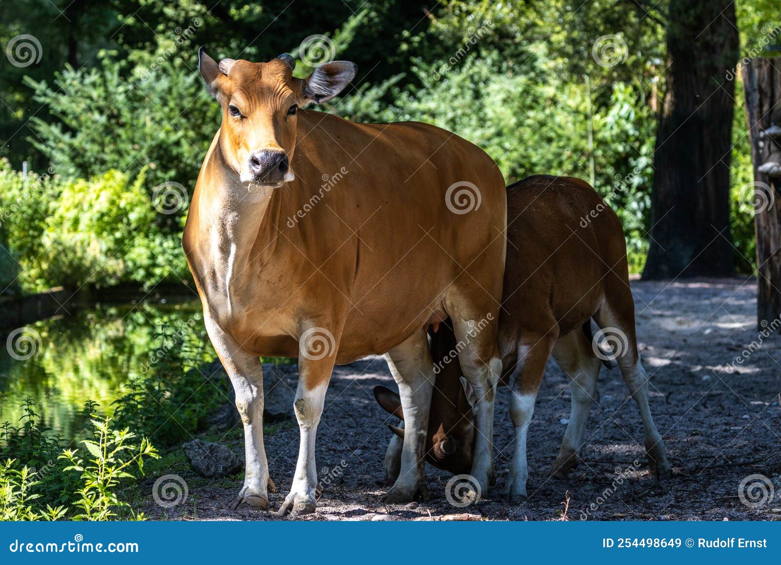 Banteng, Bos Javanicus or Red Bull is a Type of Wild Cattle Stock Image ...