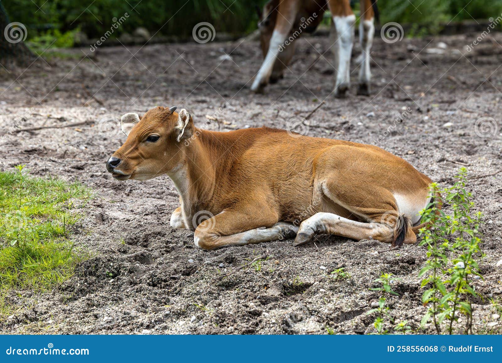 Banteng, Bos Javanicus or Red Bull is a Type of Wild Cattle Stock Photo ...