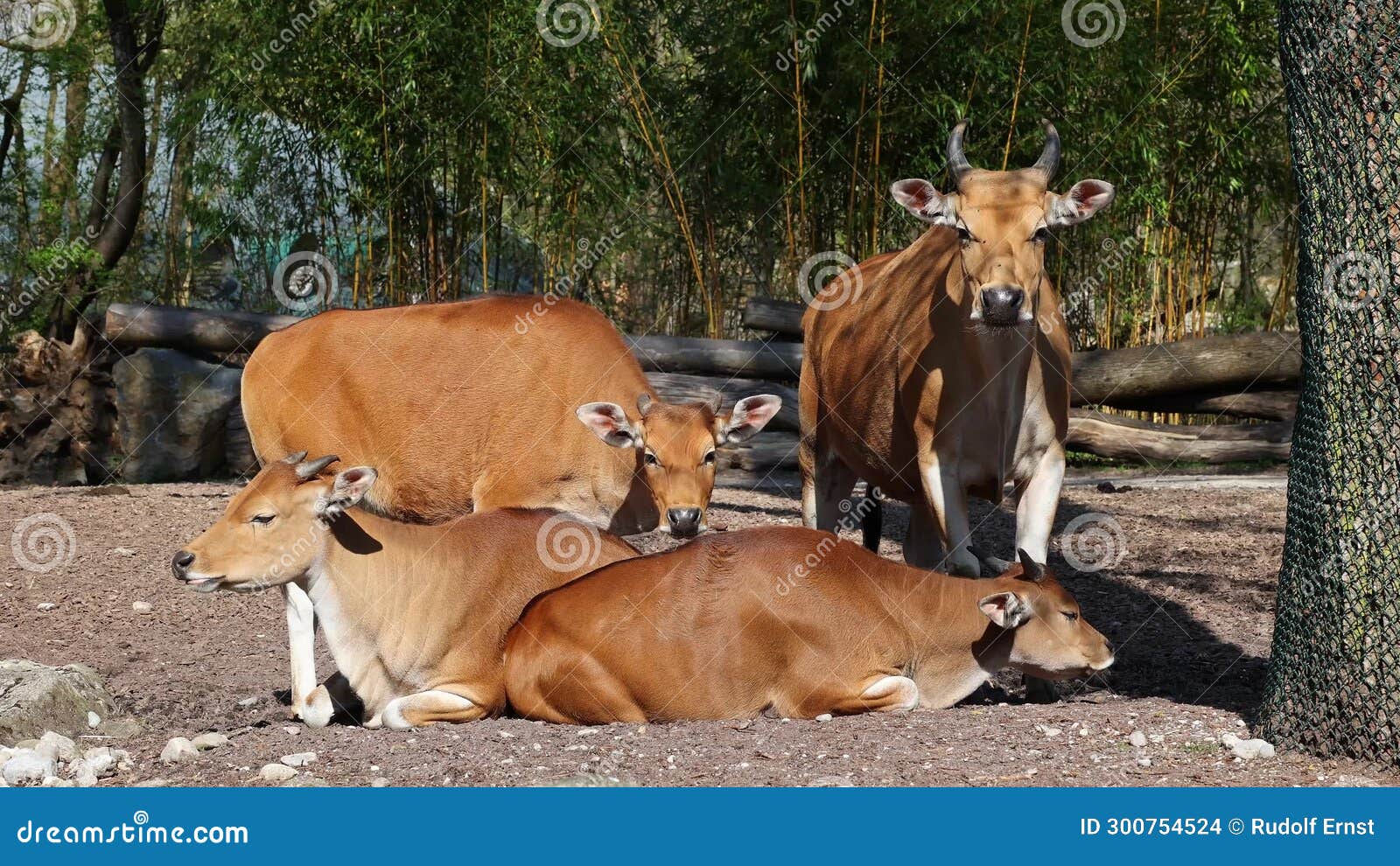 Banteng, Bos Javanicus or Red Bull is a Type of Wild Cattle. Stock ...