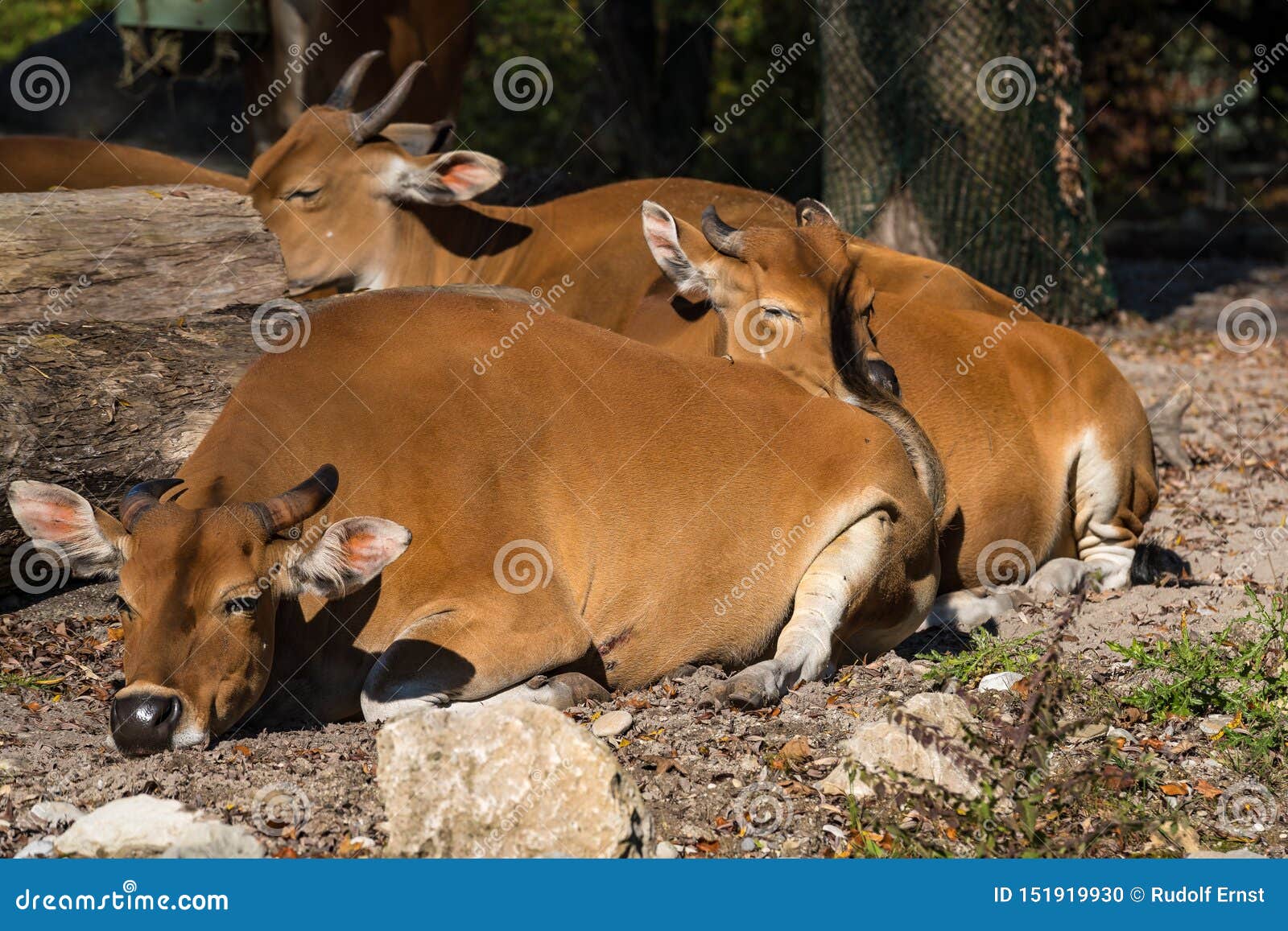 Banteng, Bos Javanicus or Red Bull is a Type of Wild Cattle Stock Photo ...