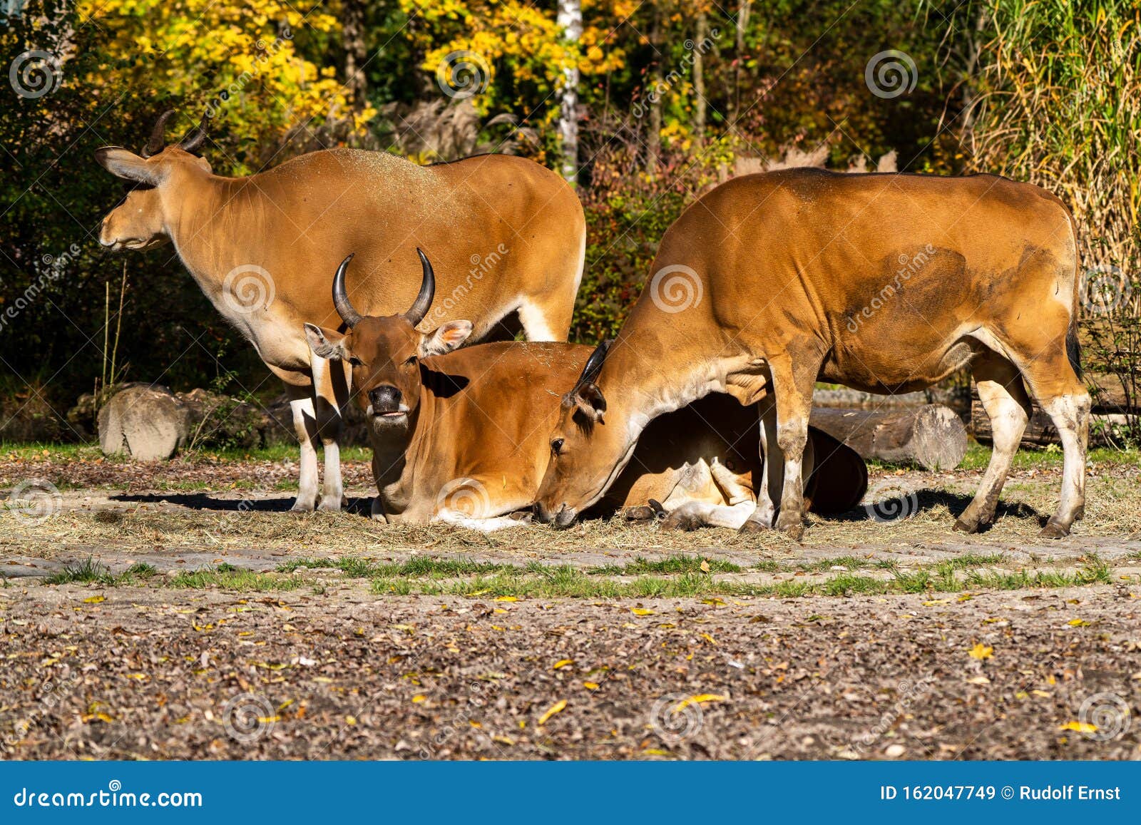 Banteng, Bos Javanicus or Red Bull is a Type of Wild Cattle Stock Image ...